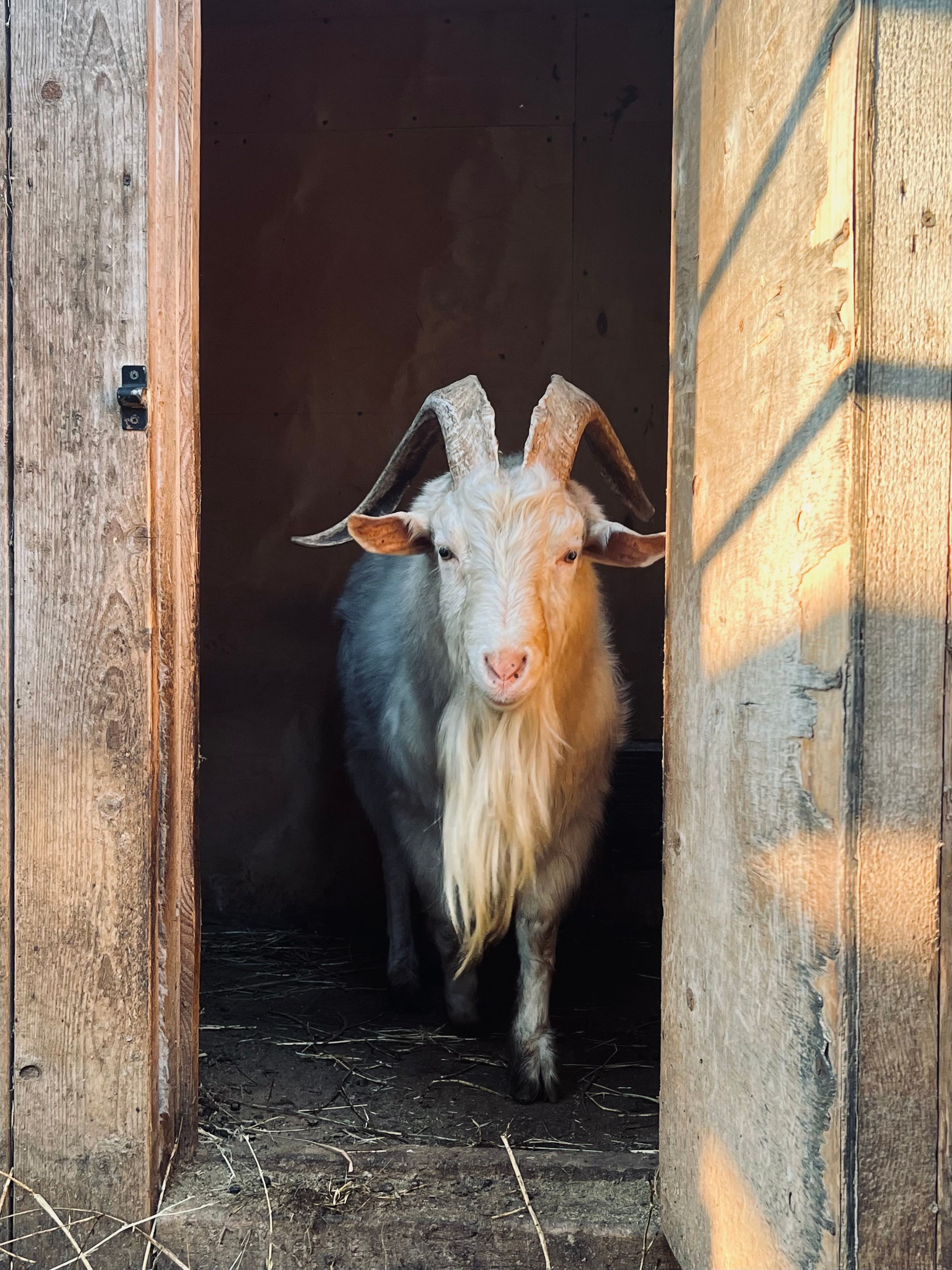 Majestic Goat Standing in Barn Doorway · Free Stock Photo