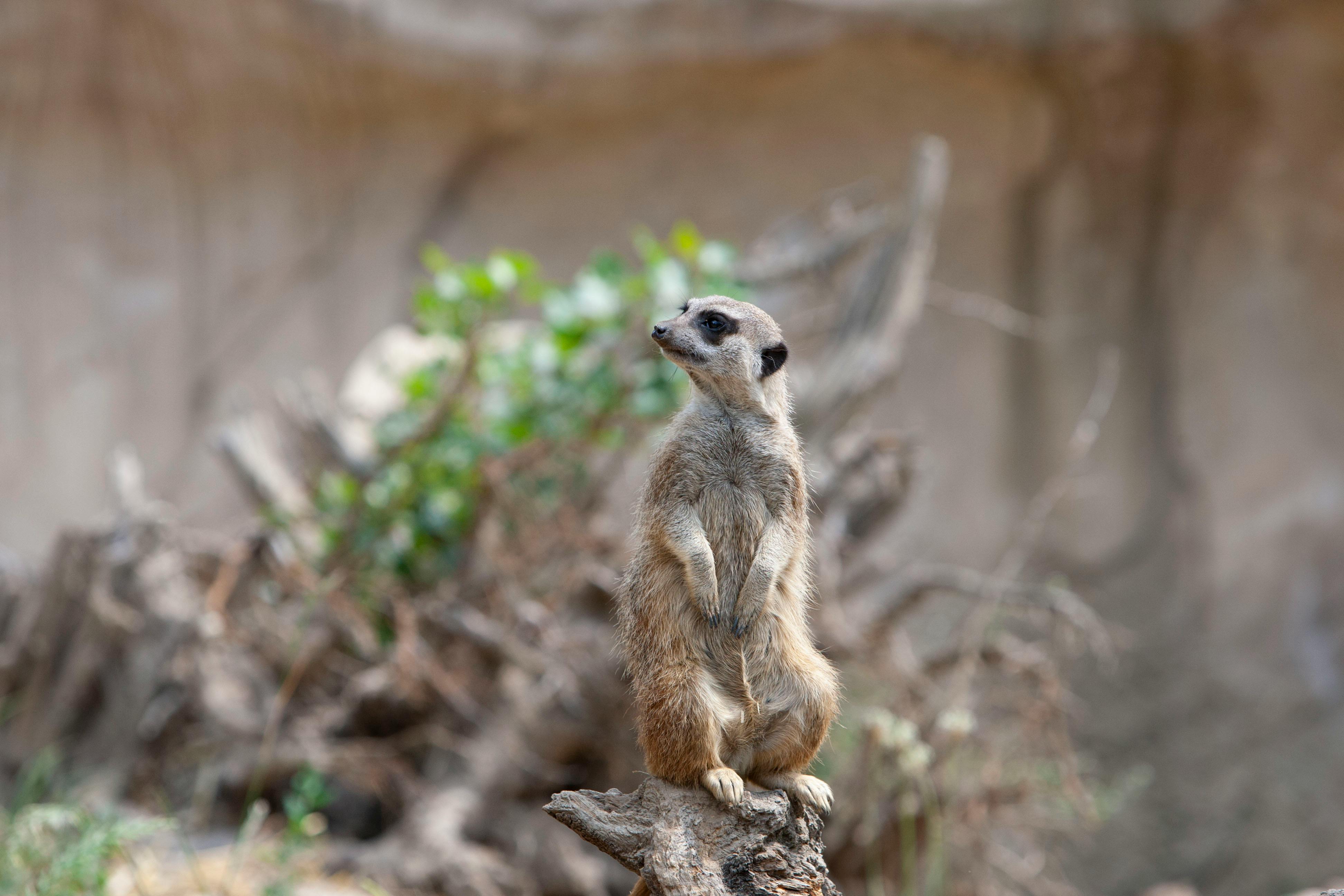 Desert Puma Photos, Download The BEST Free Desert Puma Stock Photos ...