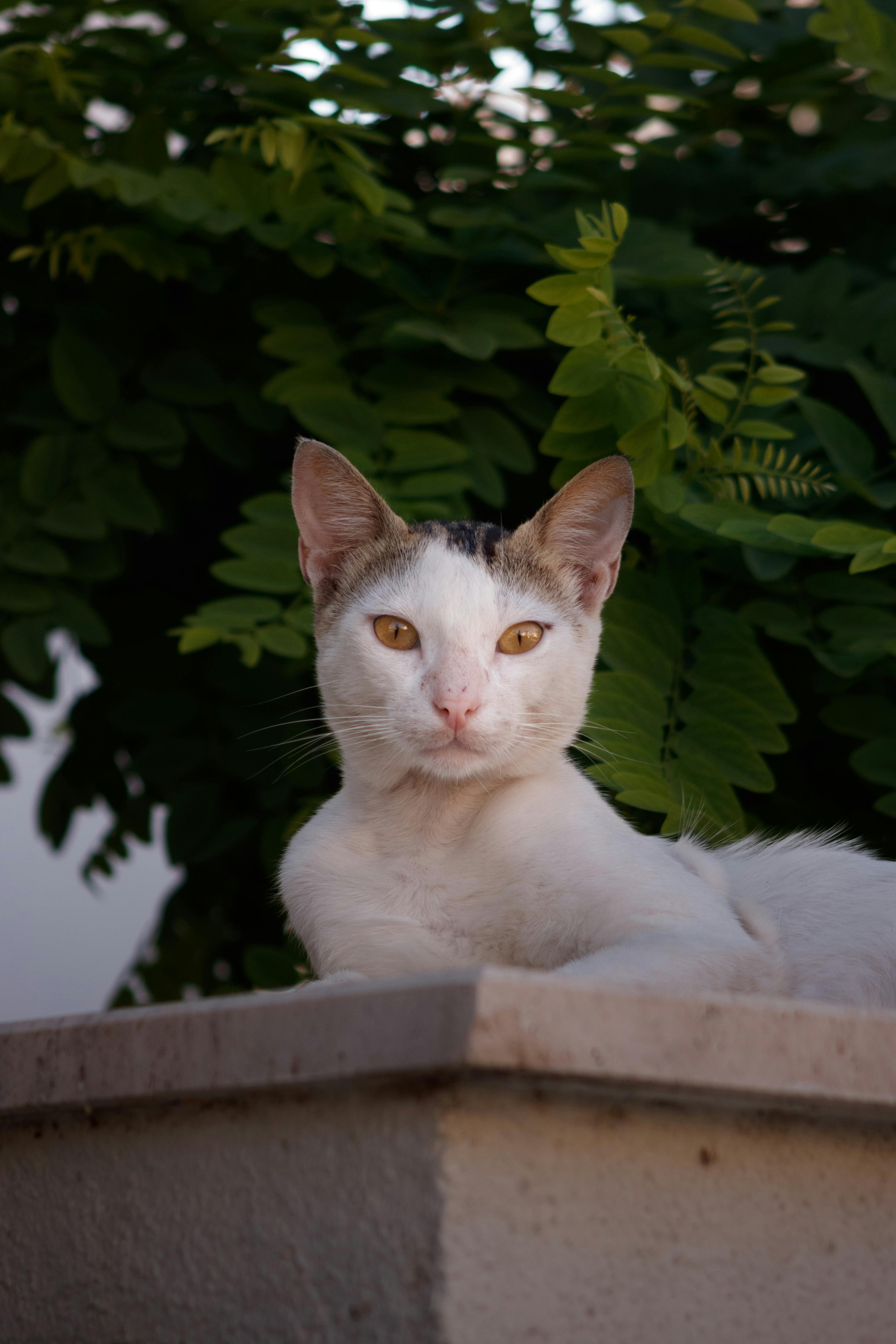 Cat Screensaver Photos, Download The BEST Free Cat Screensaver Stock ...