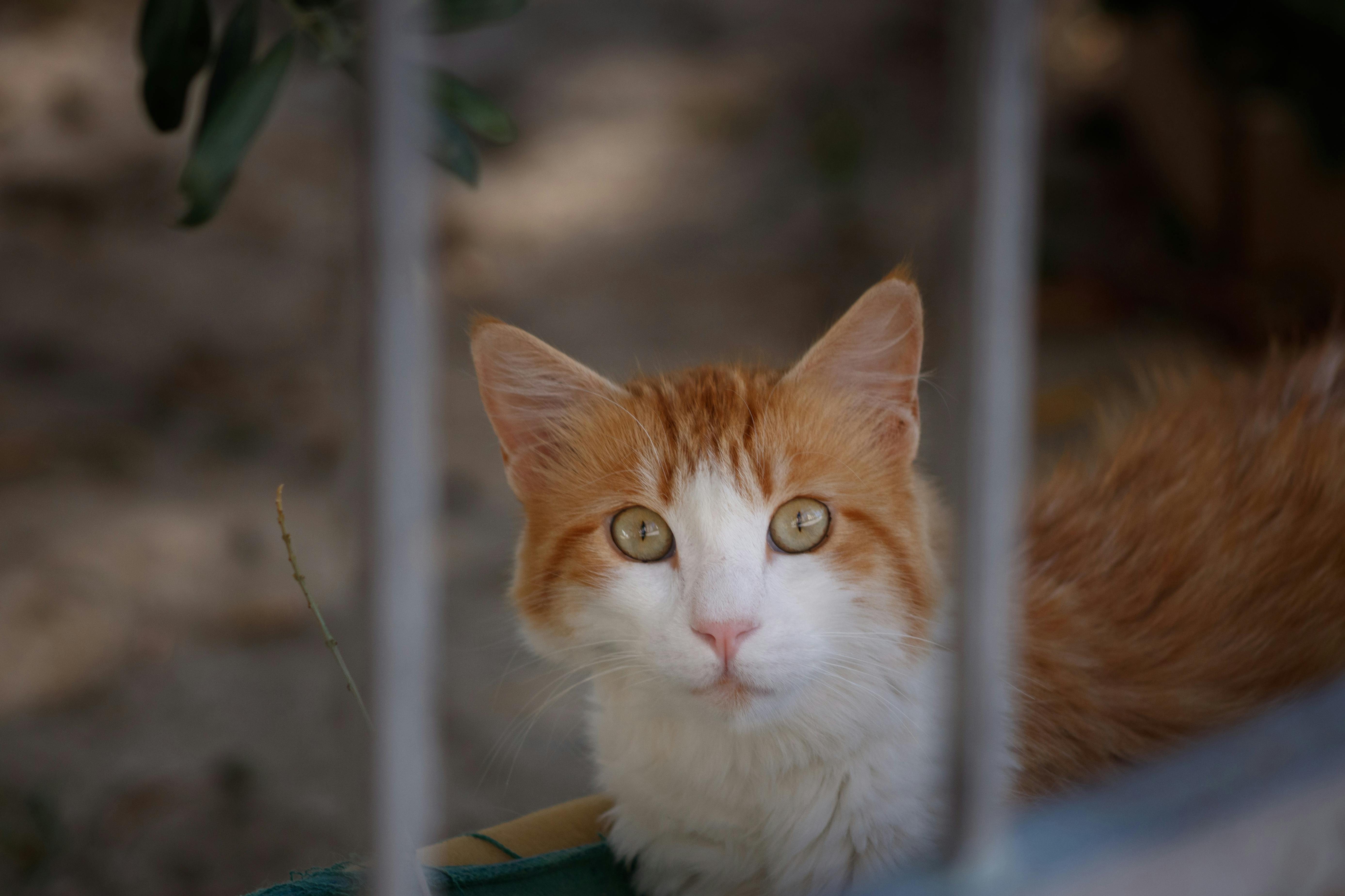 Scared Cat Photos, Download The BEST Free Scared Cat Stock Photos & HD ...