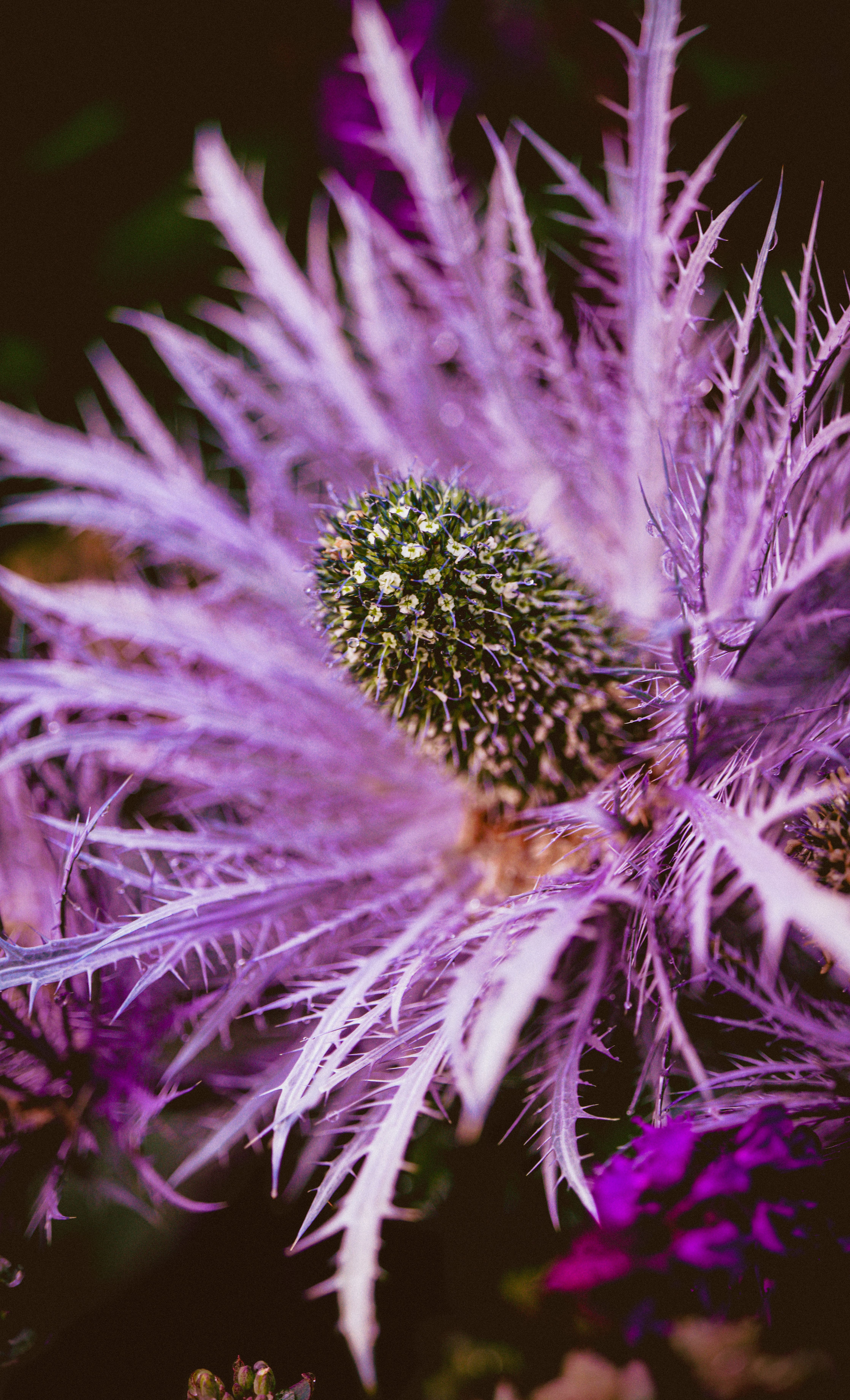 Color: Thistle Photos, Download The BEST Free Color: Thistle Stock ...