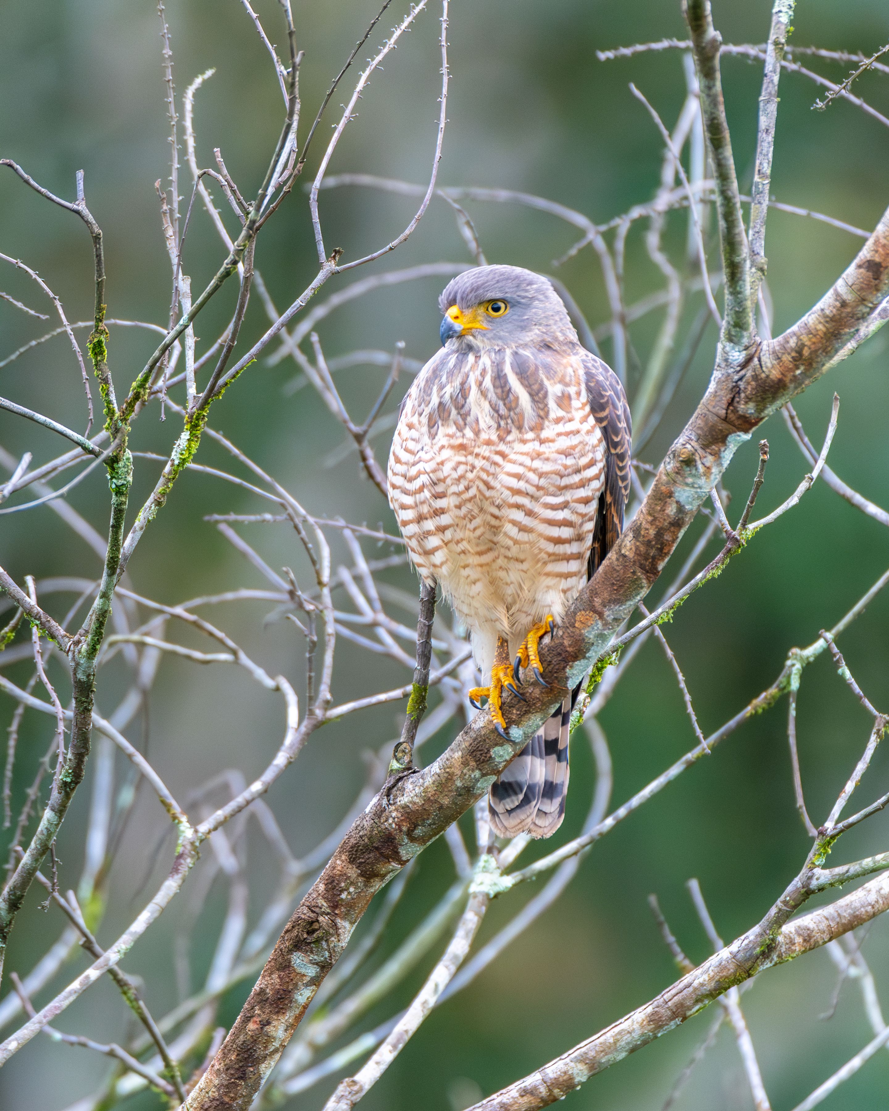 Stunning Gray Hawk Perched on Tree in Costa Rica · Free Stock Photo