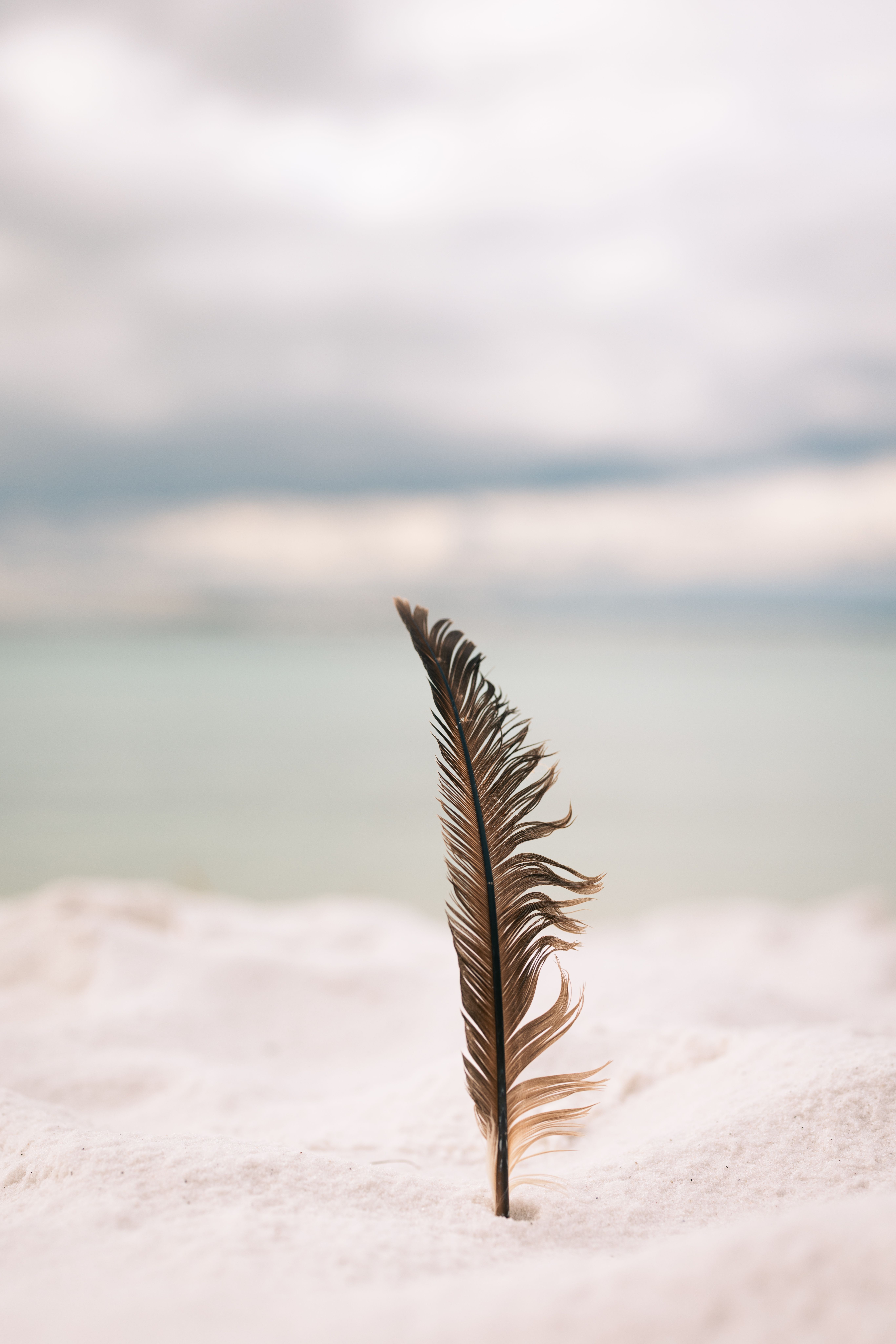 Feather Standing in Sand on Destin Beach · Free Stock Photo