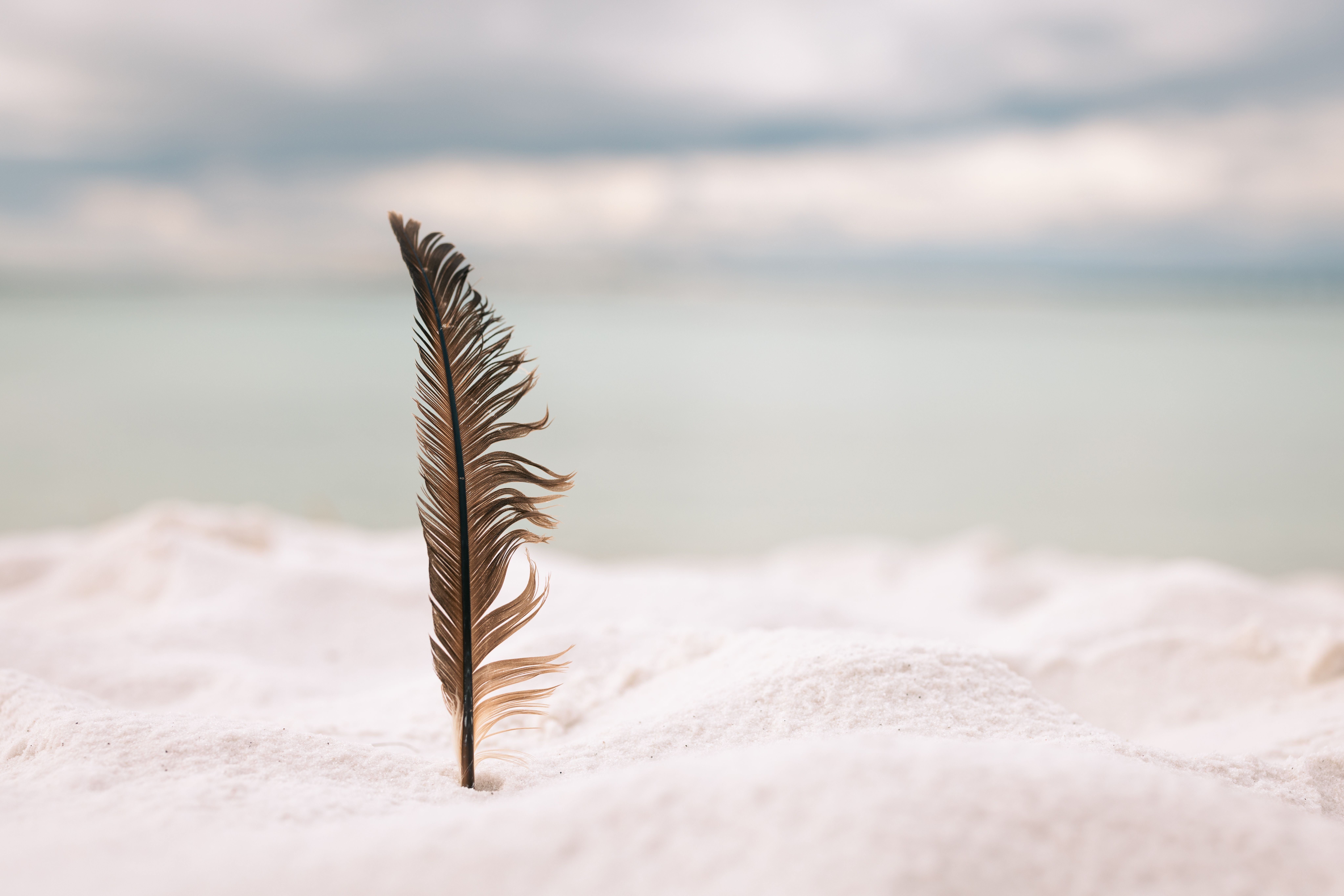 Solitary Feather on Destin Beach Sand · Free Stock Photo