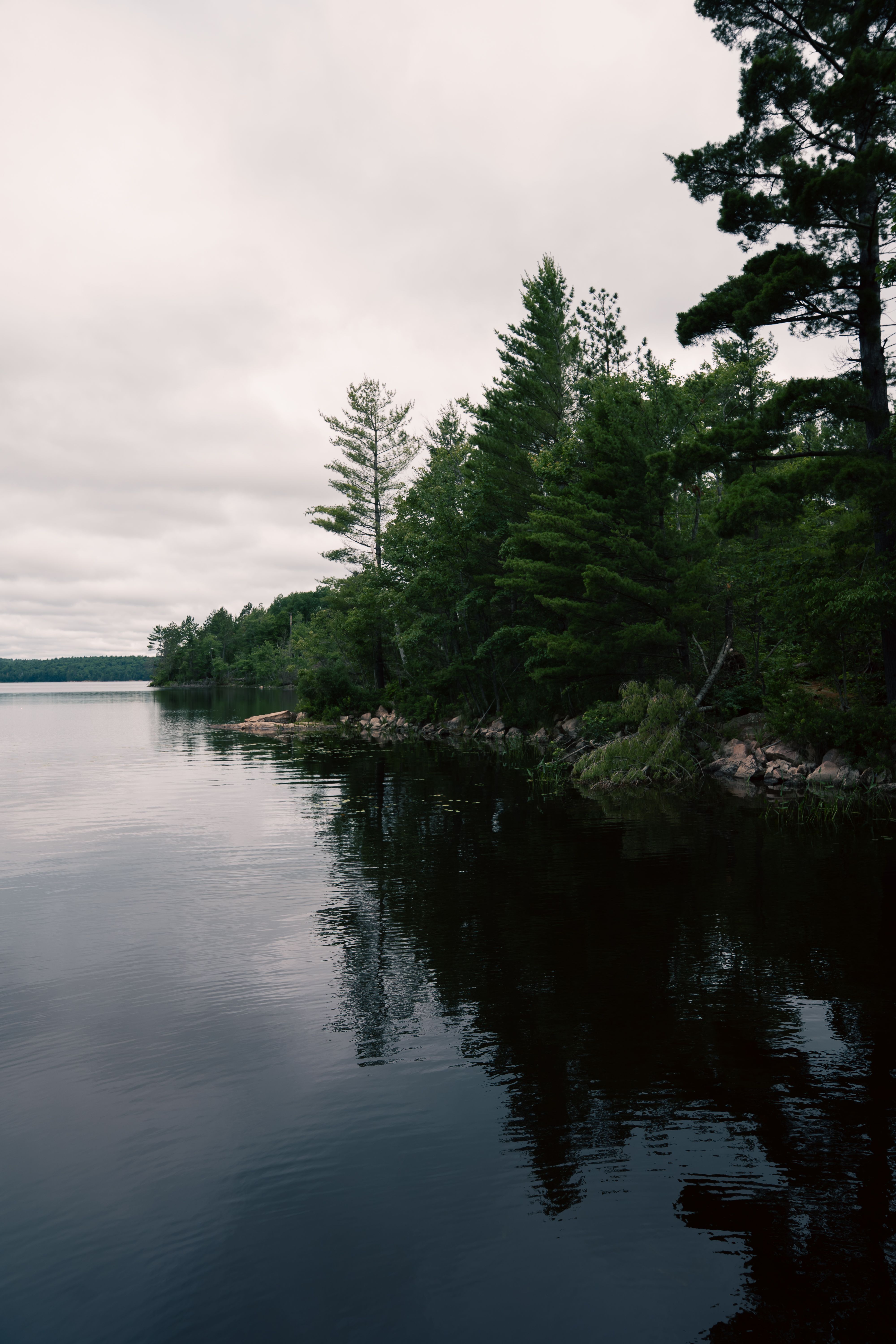 Serene Lakeside View with Pine Trees · Free Stock Photo