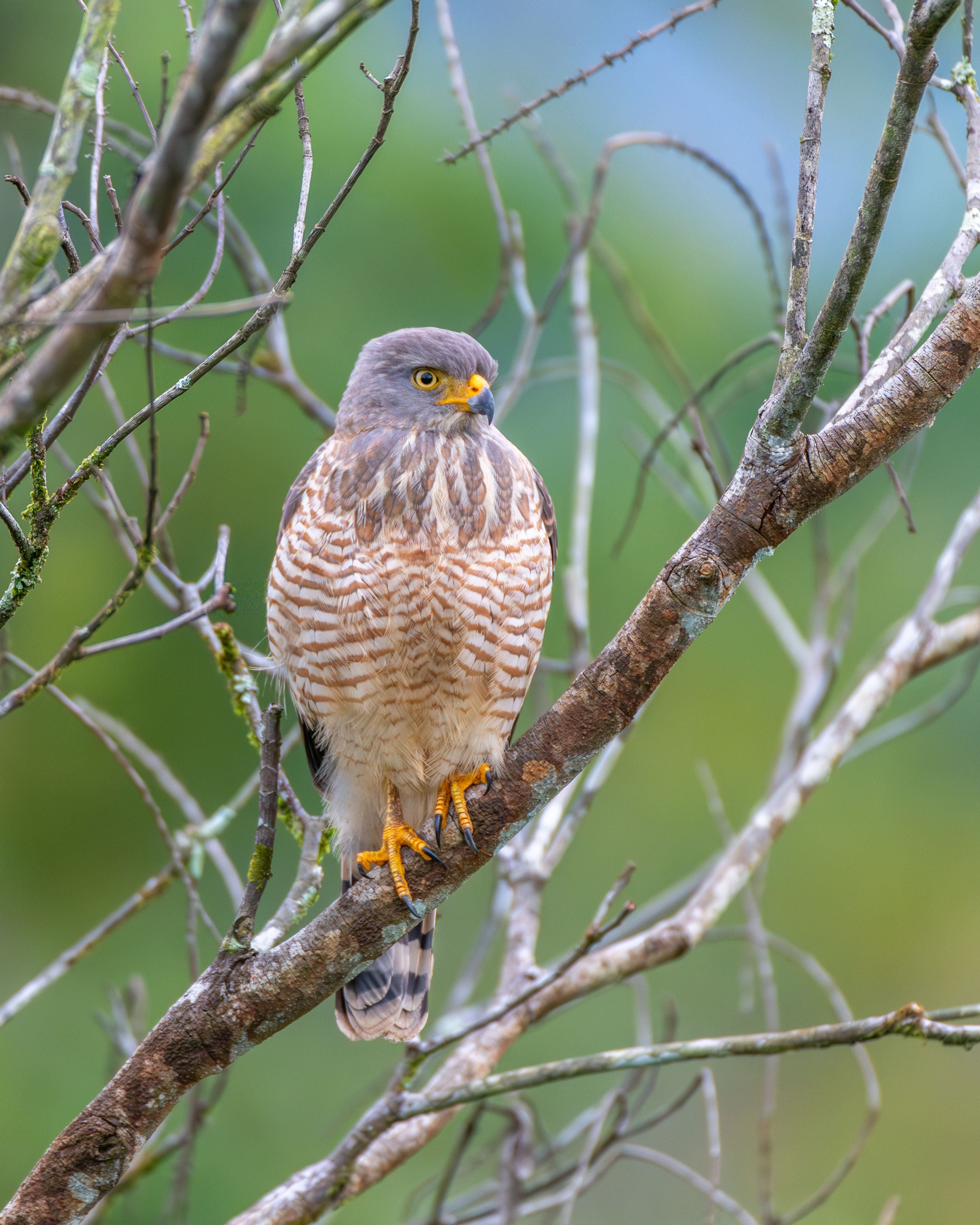 Roadside Hawk in Costa Rican Rainforest · Free Stock Photo