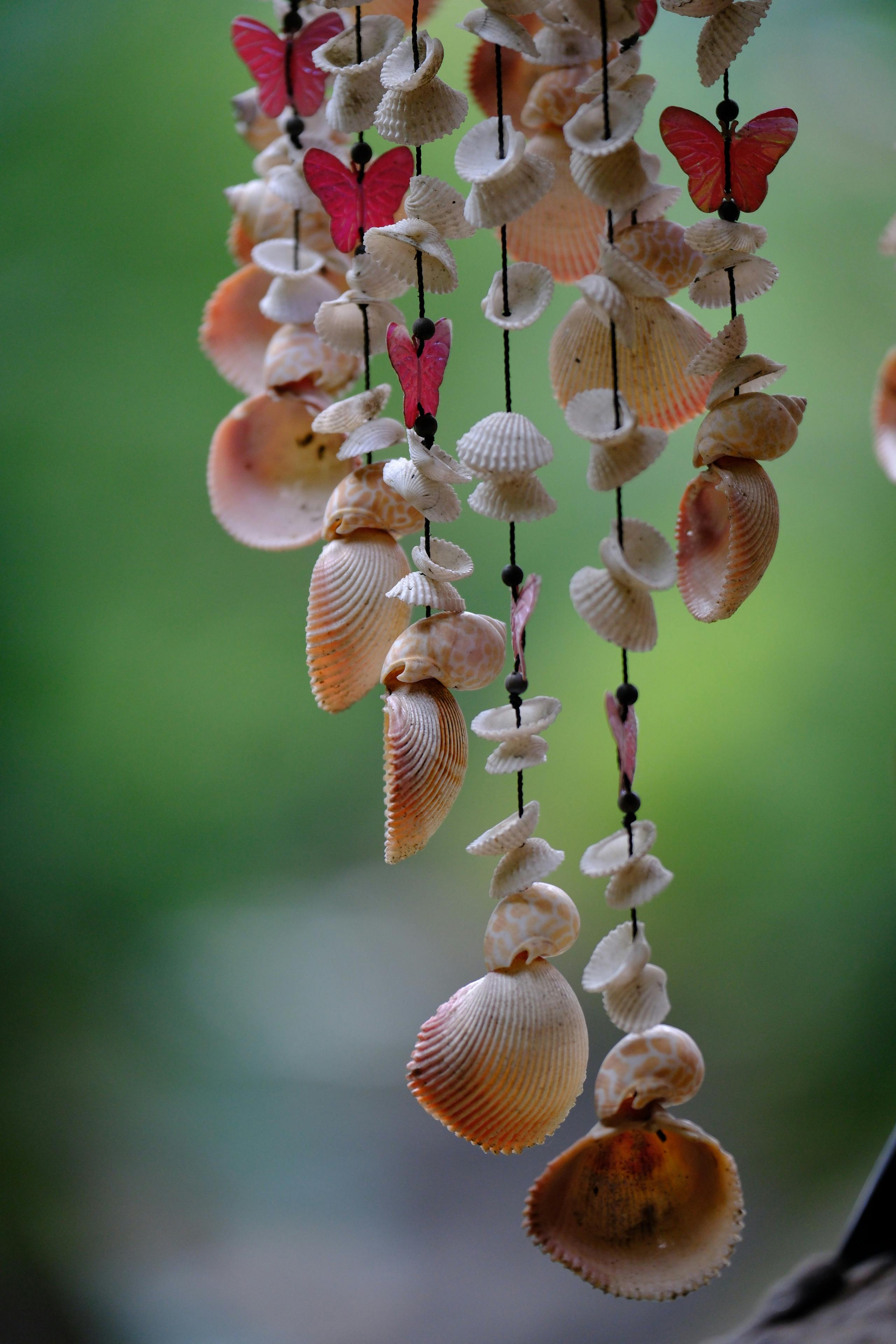 Sea Shell Photos, Download The BEST Free Sea Shell Stock Photos & HD Images