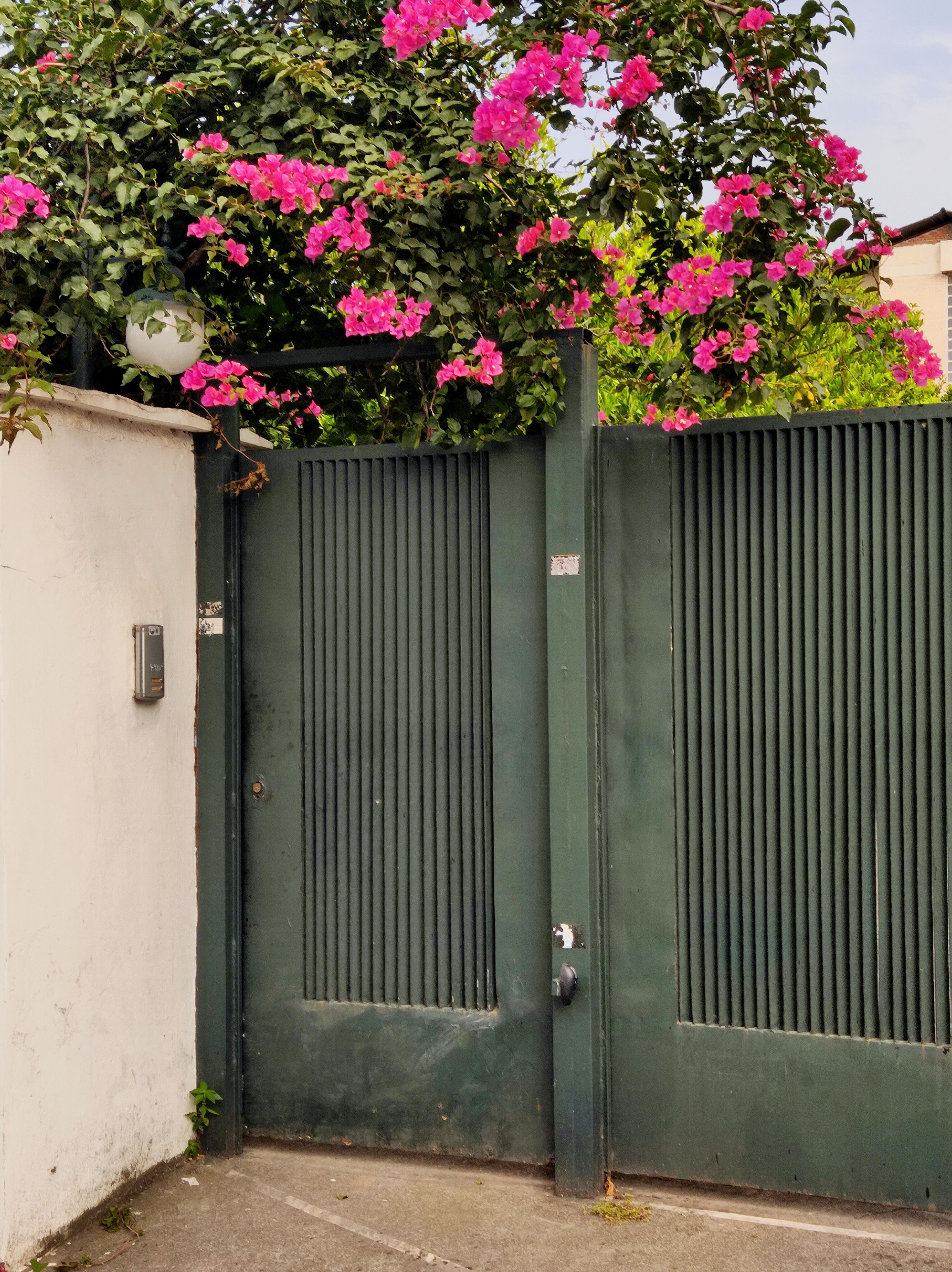 Elegant Gate with Vibrant Pink Bougainvillea · Free Stock Photo