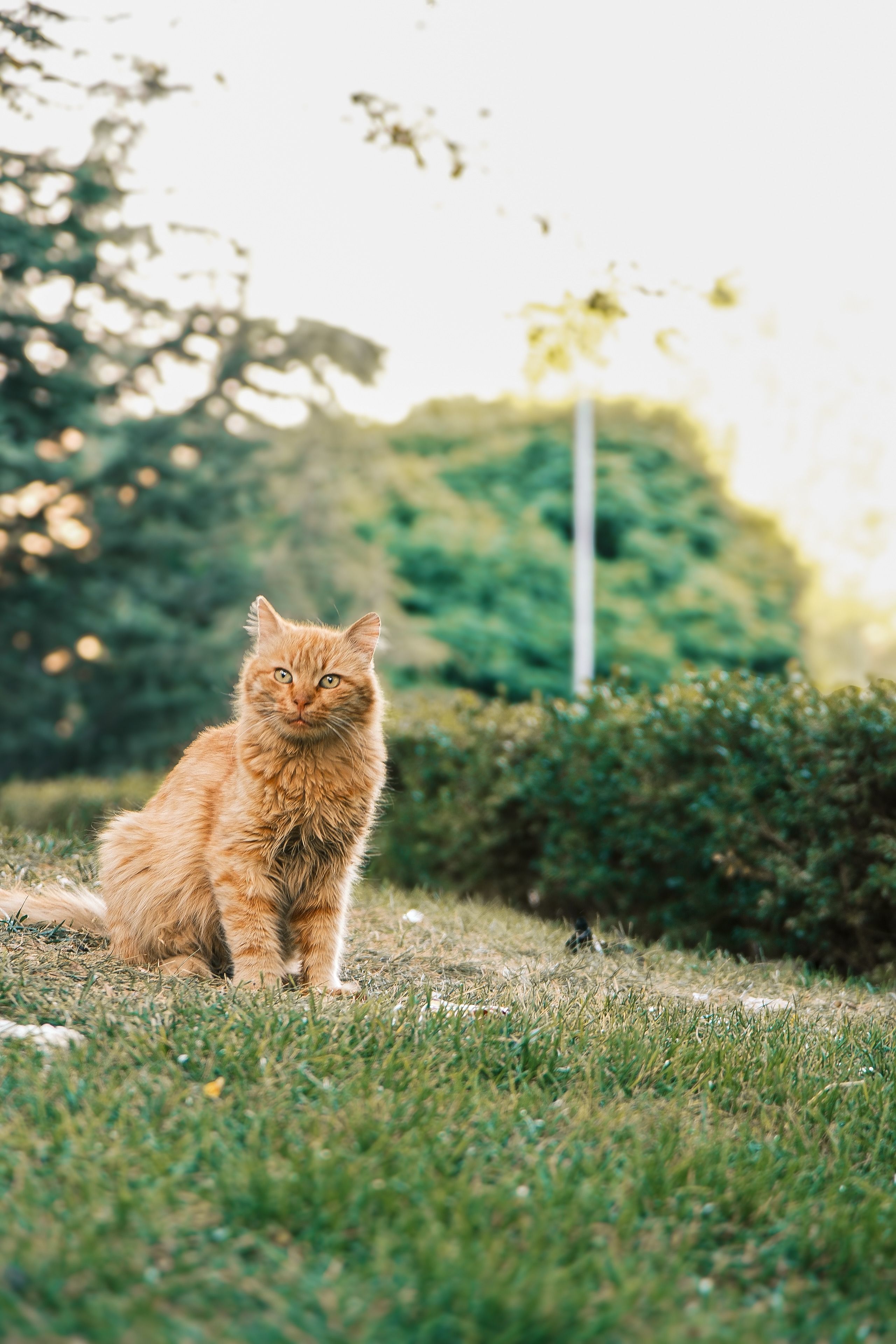 Orange Cat Photos, Download The BEST Free Orange Cat Stock Photos & HD ...