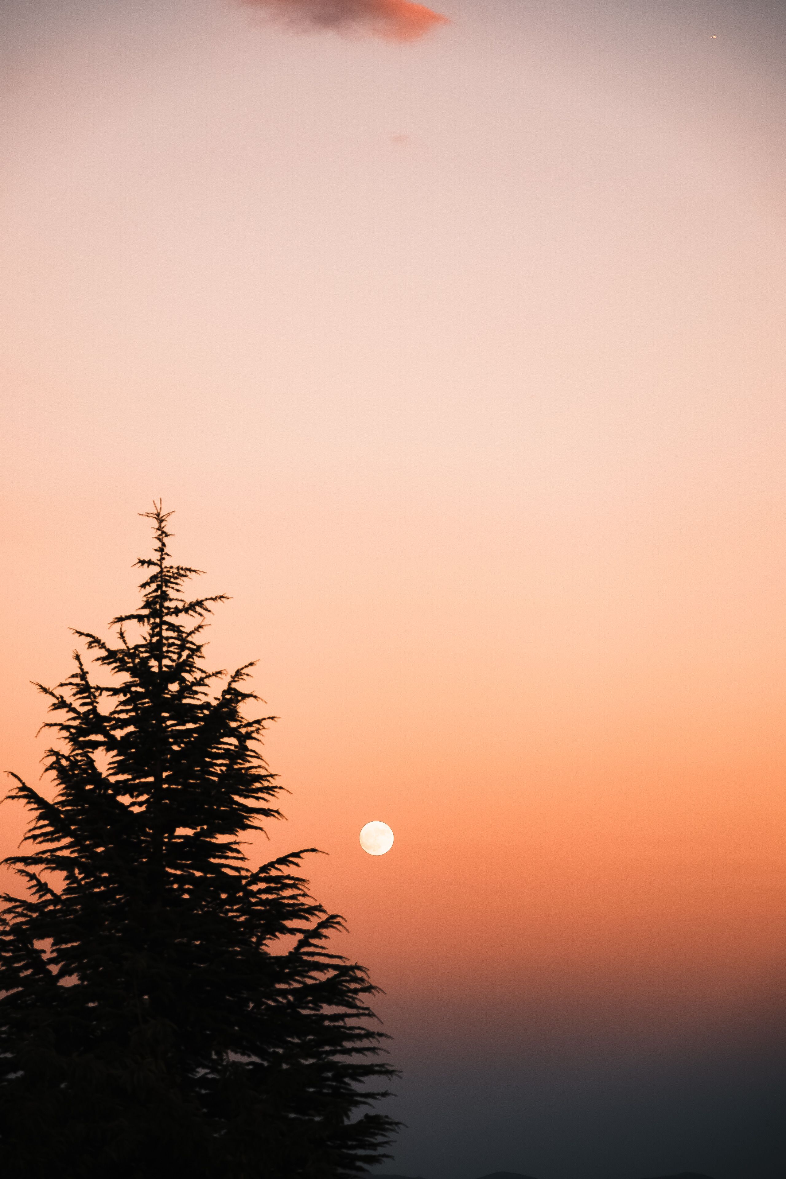 Coniferous Trees During Sunset · Free Stock Photo