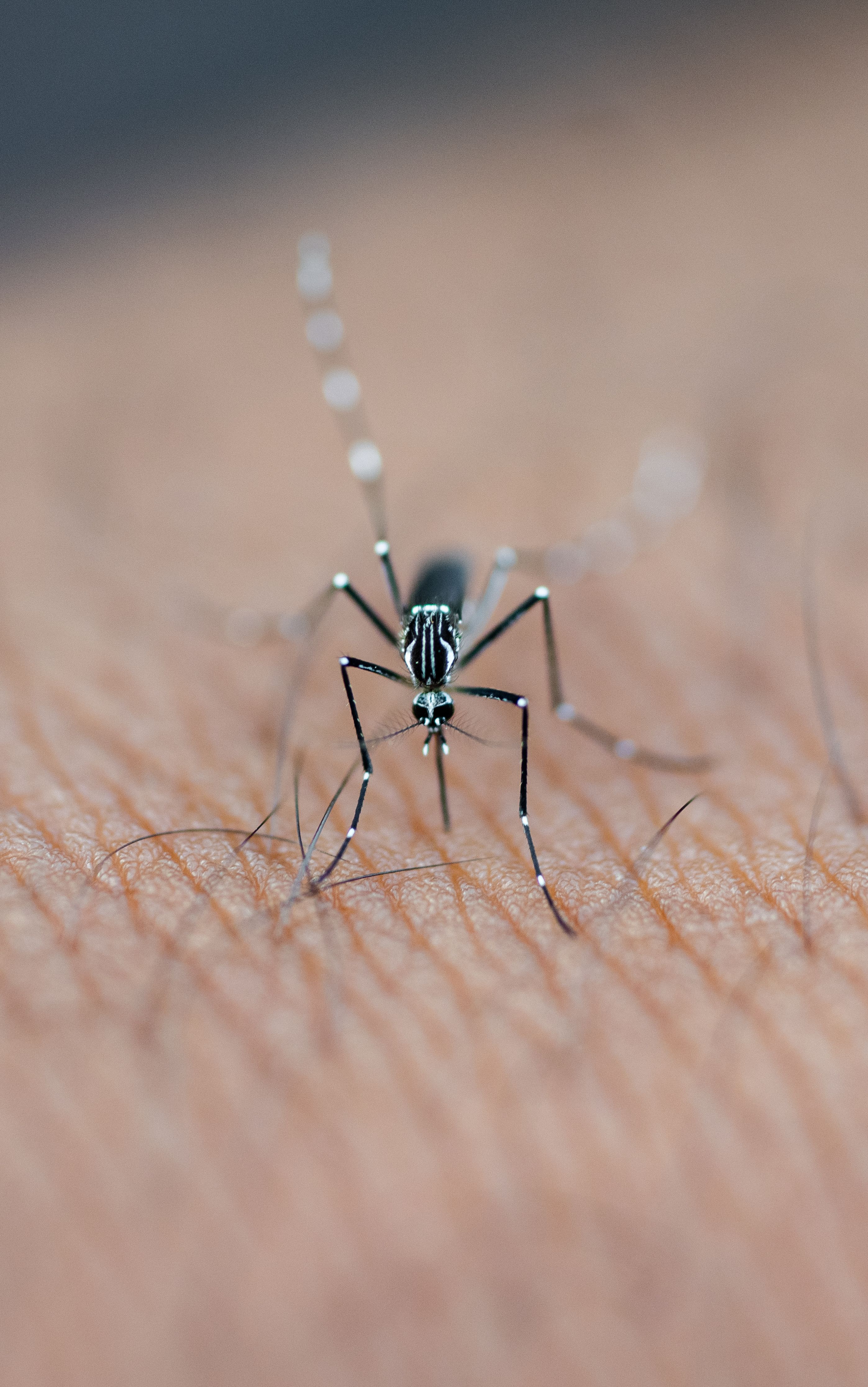 Mosquito Anatomy Photos, Download The BEST Free Mosquito Anatomy Stock ...