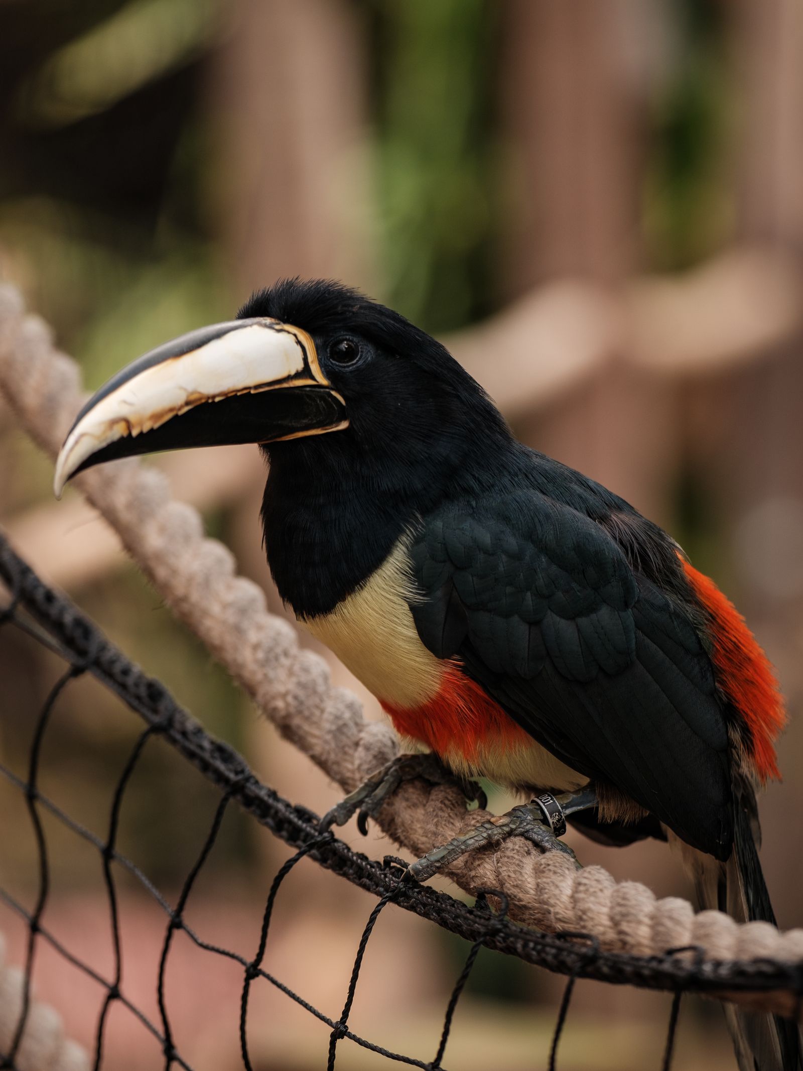 Toucan Photos, Download The BEST Free Toucan Stock Photos & HD Images