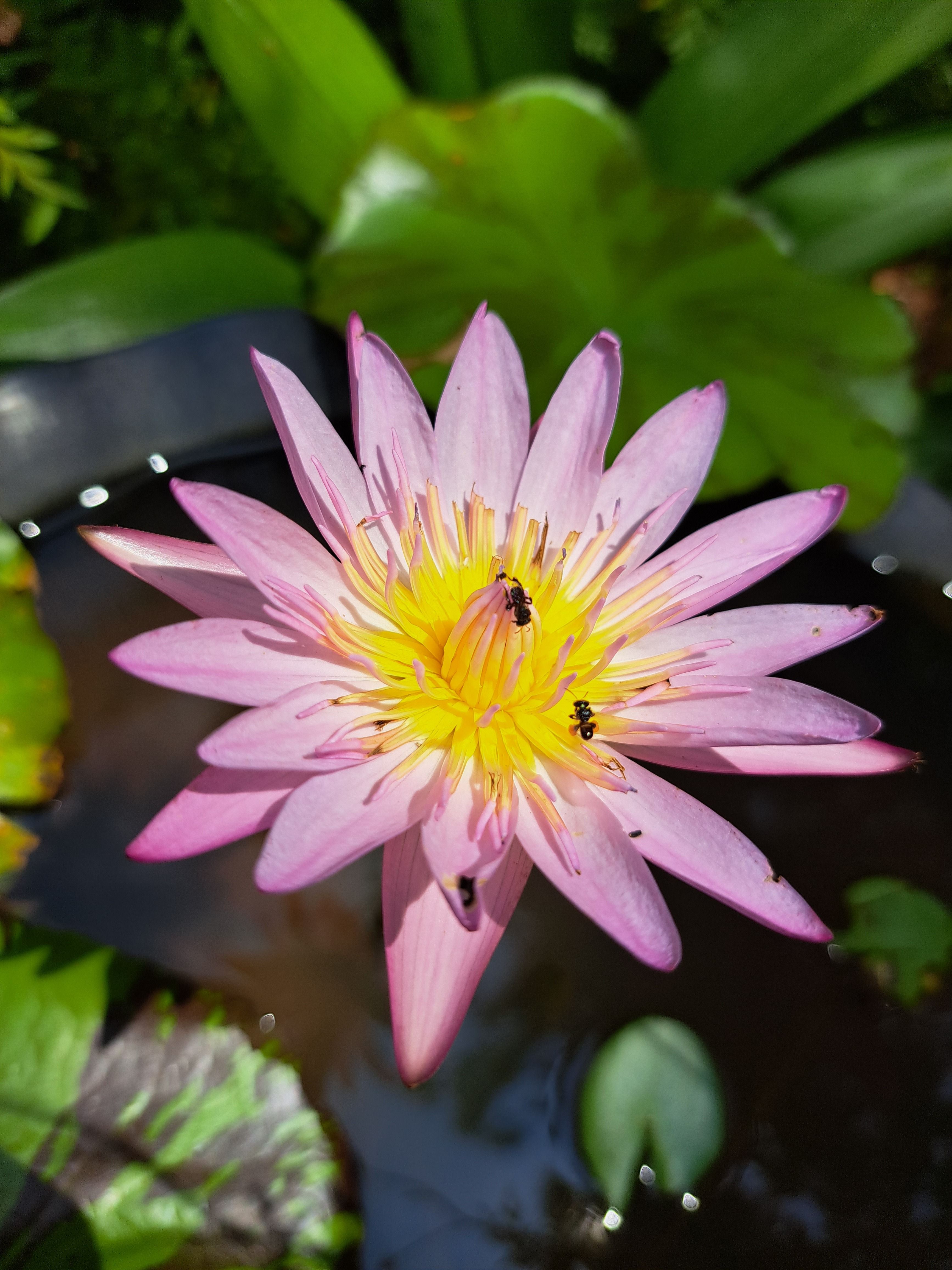 Flower Ponds Photos, Download The BEST Free Flower Ponds Stock Photos ...