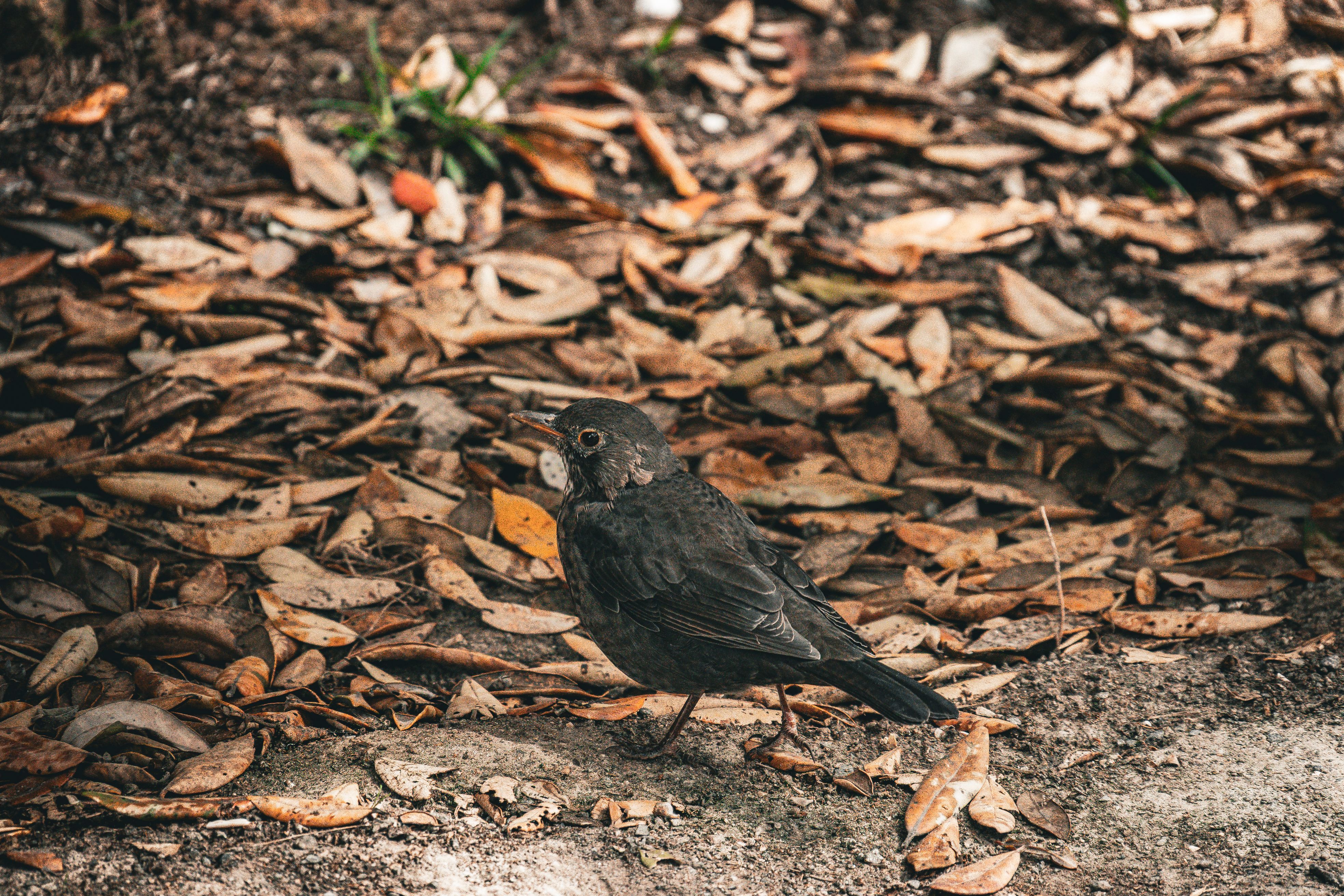 Blackbird Walking Amongst Autumn Leaves · Free Stock Photo