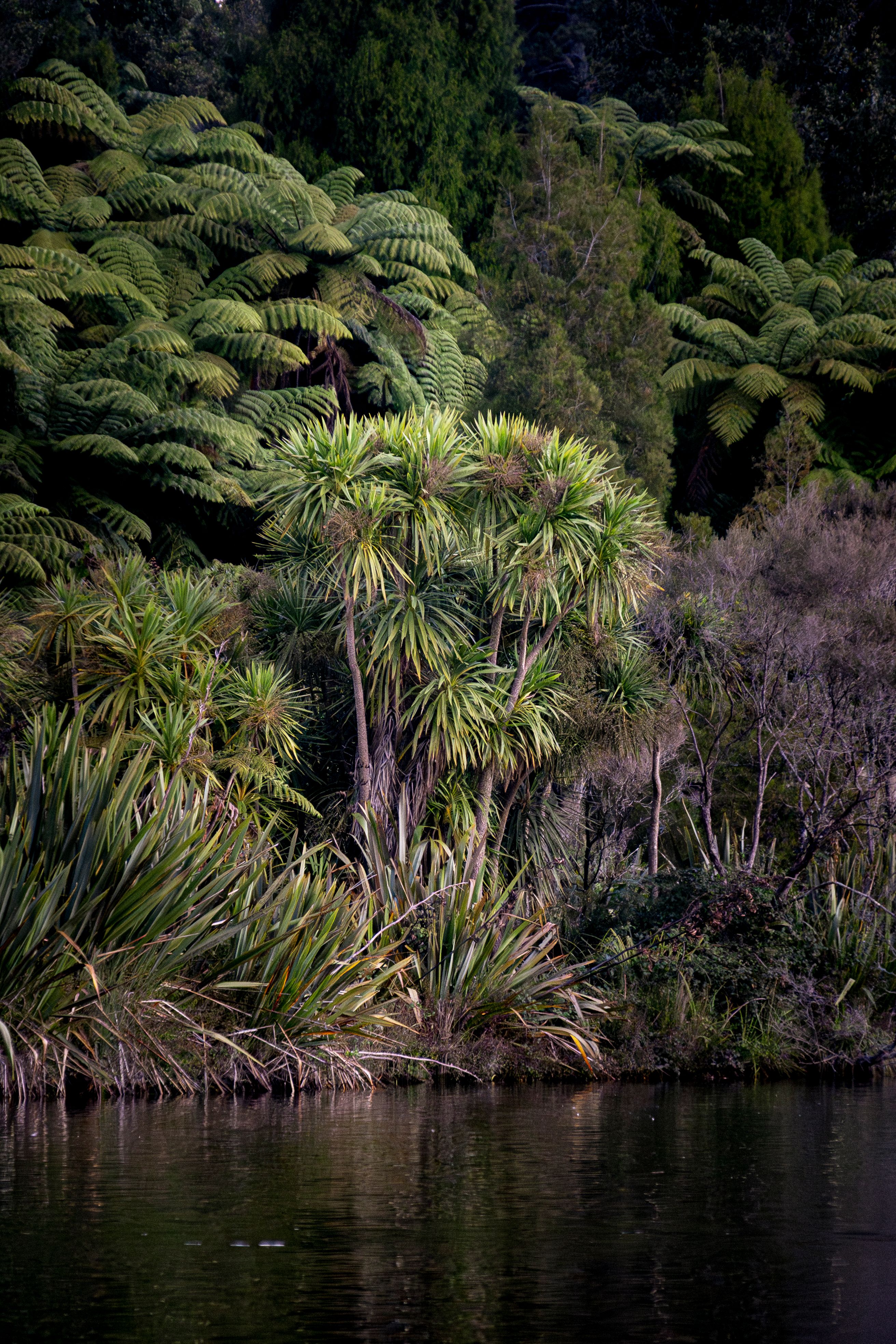 Lush Greenery by a Tranquil Lake in New Zealand · Free Stock Photo