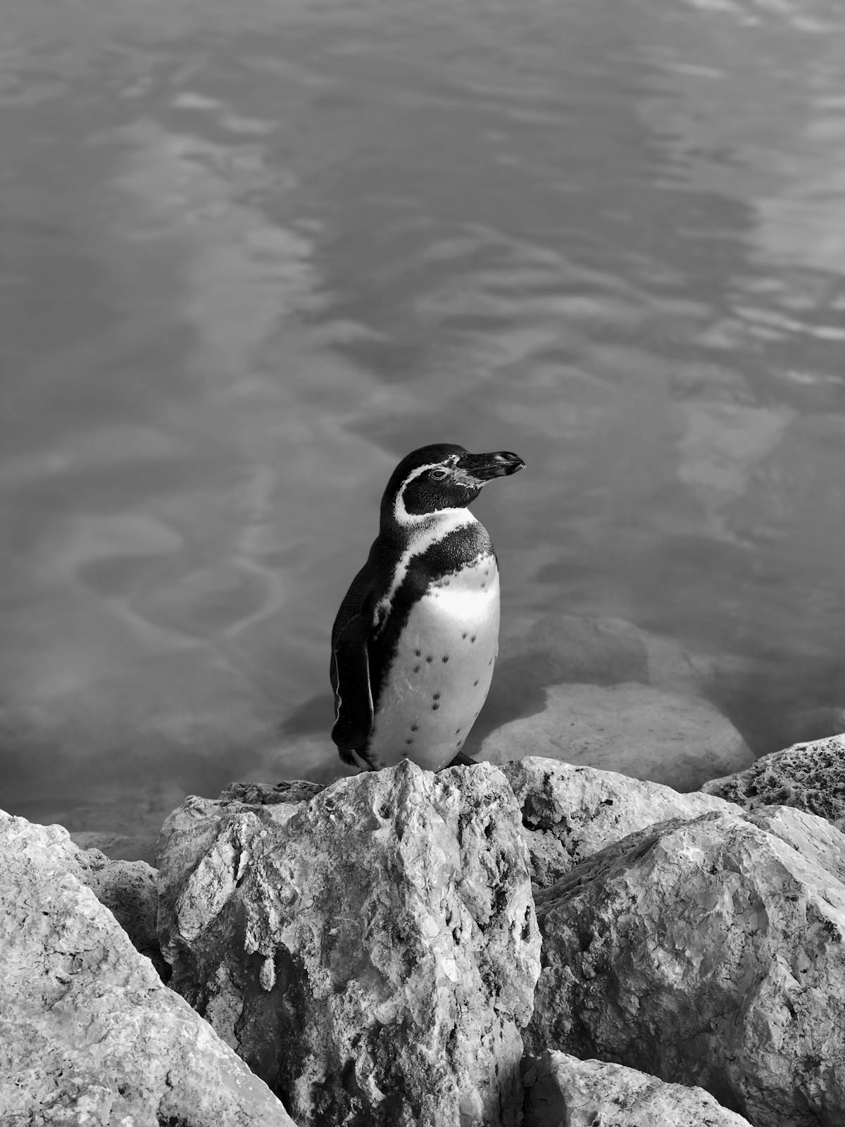 Cartoon Penguin Photos, Download The BEST Free Cartoon Penguin Stock ...