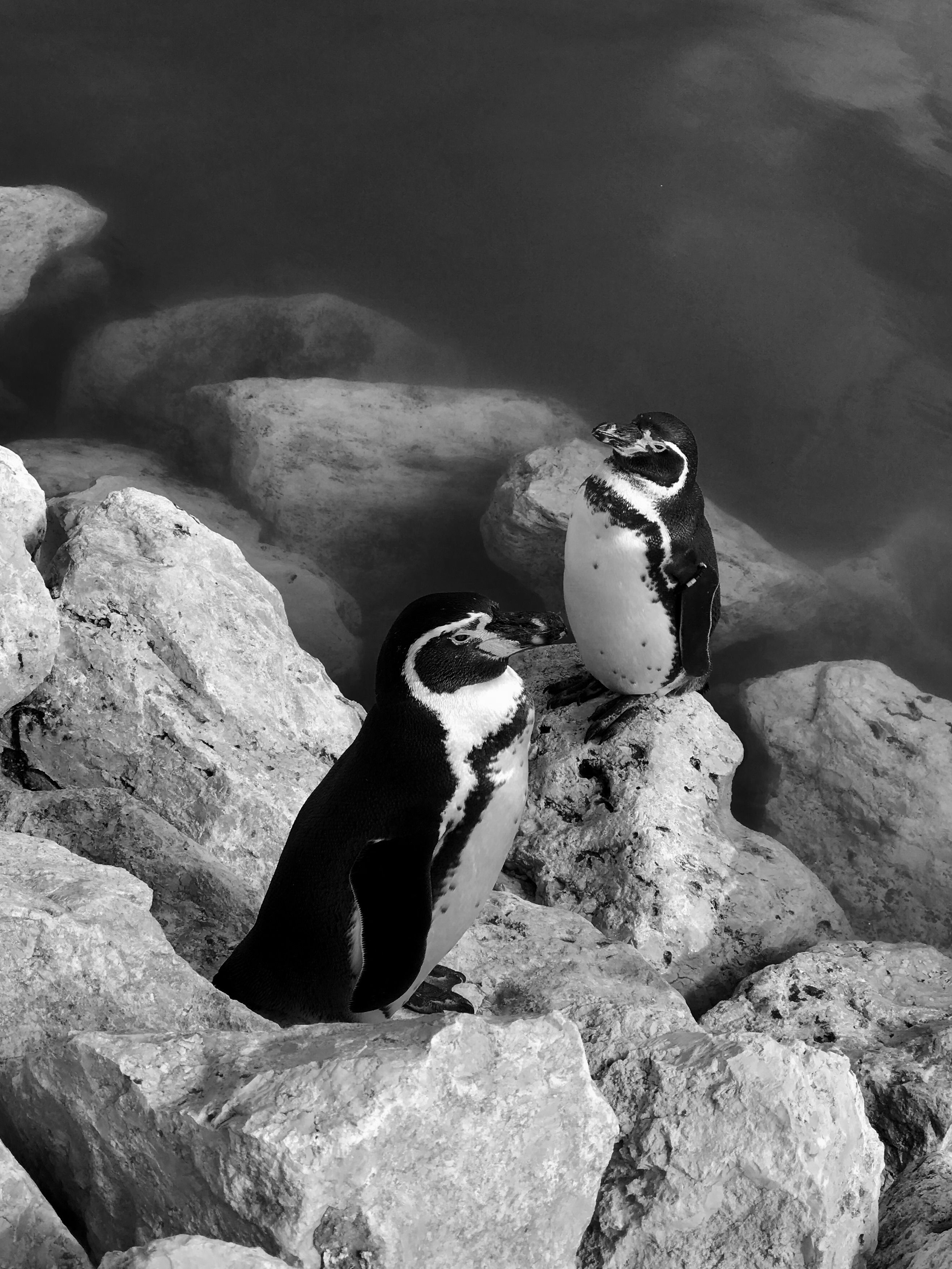 Monochrome Penguins Resting on Rocky Shore · Free Stock Photo