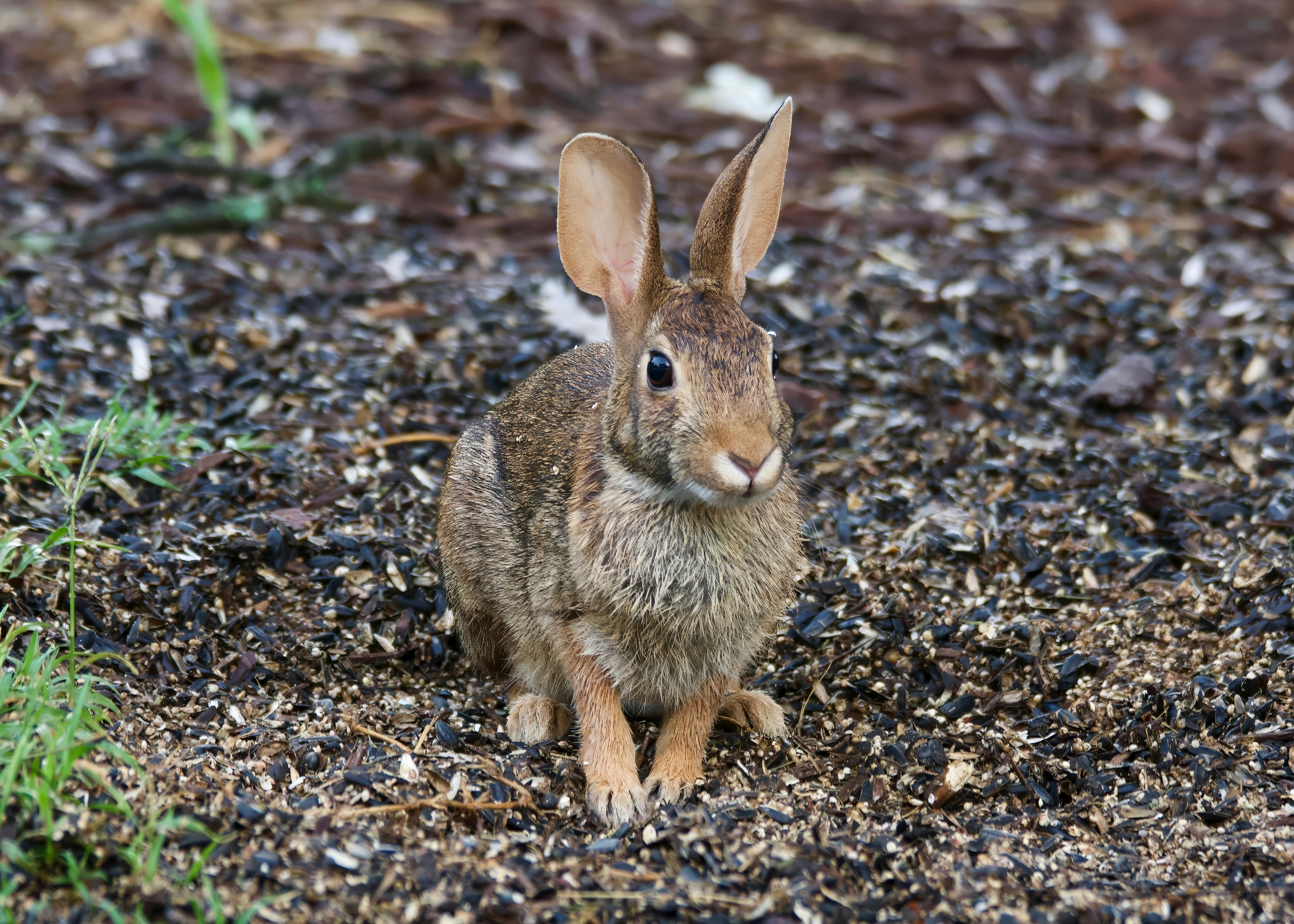 American Blue Rabbit: Traits, Behavior, and Breeding Guide