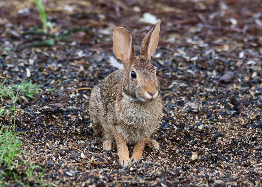American Blue Rabbit: Traits, Behavior, and Breeding Guide