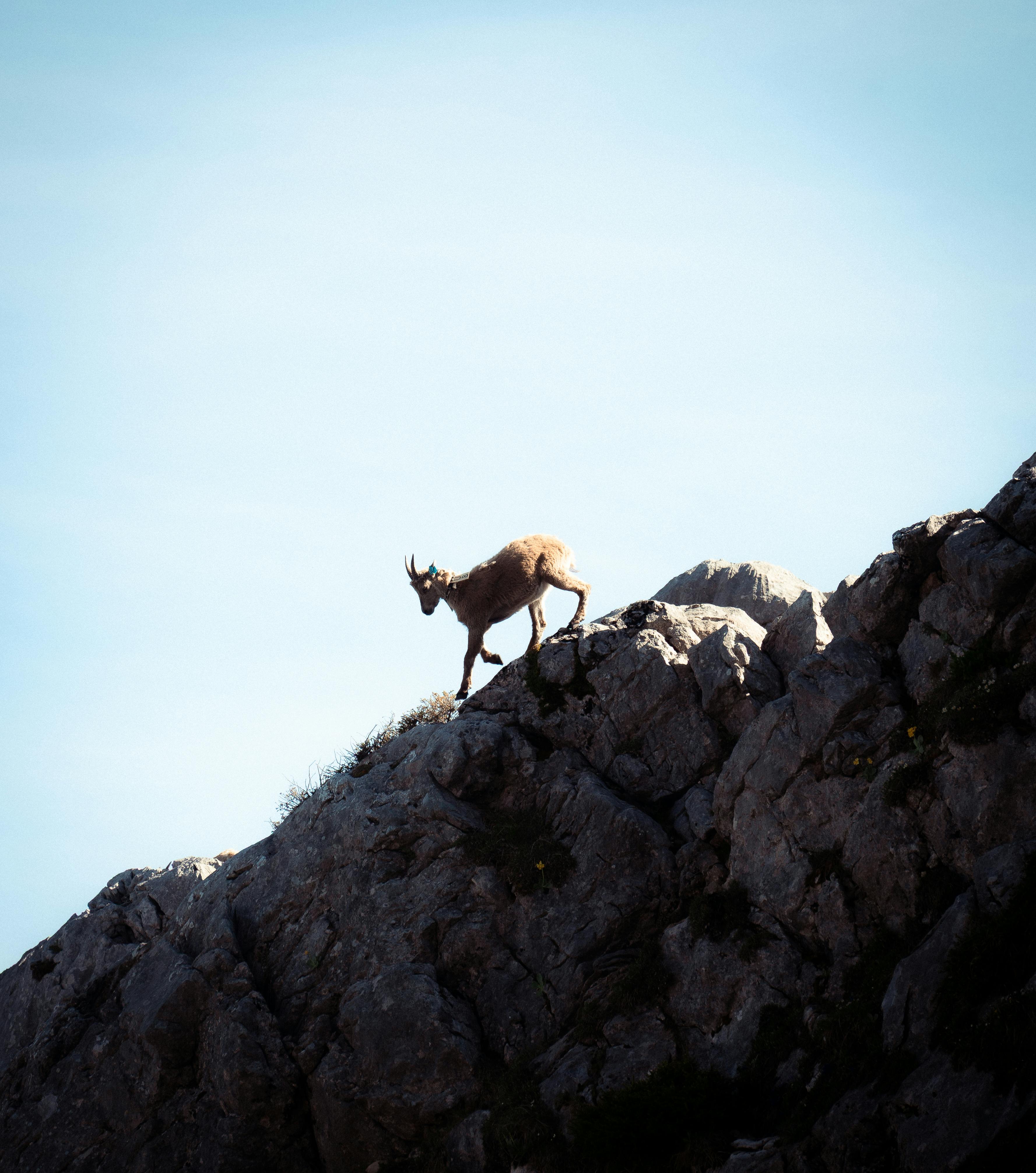 Mountain Goat Scaling Steep Rocky Cliff · Free Stock Photo