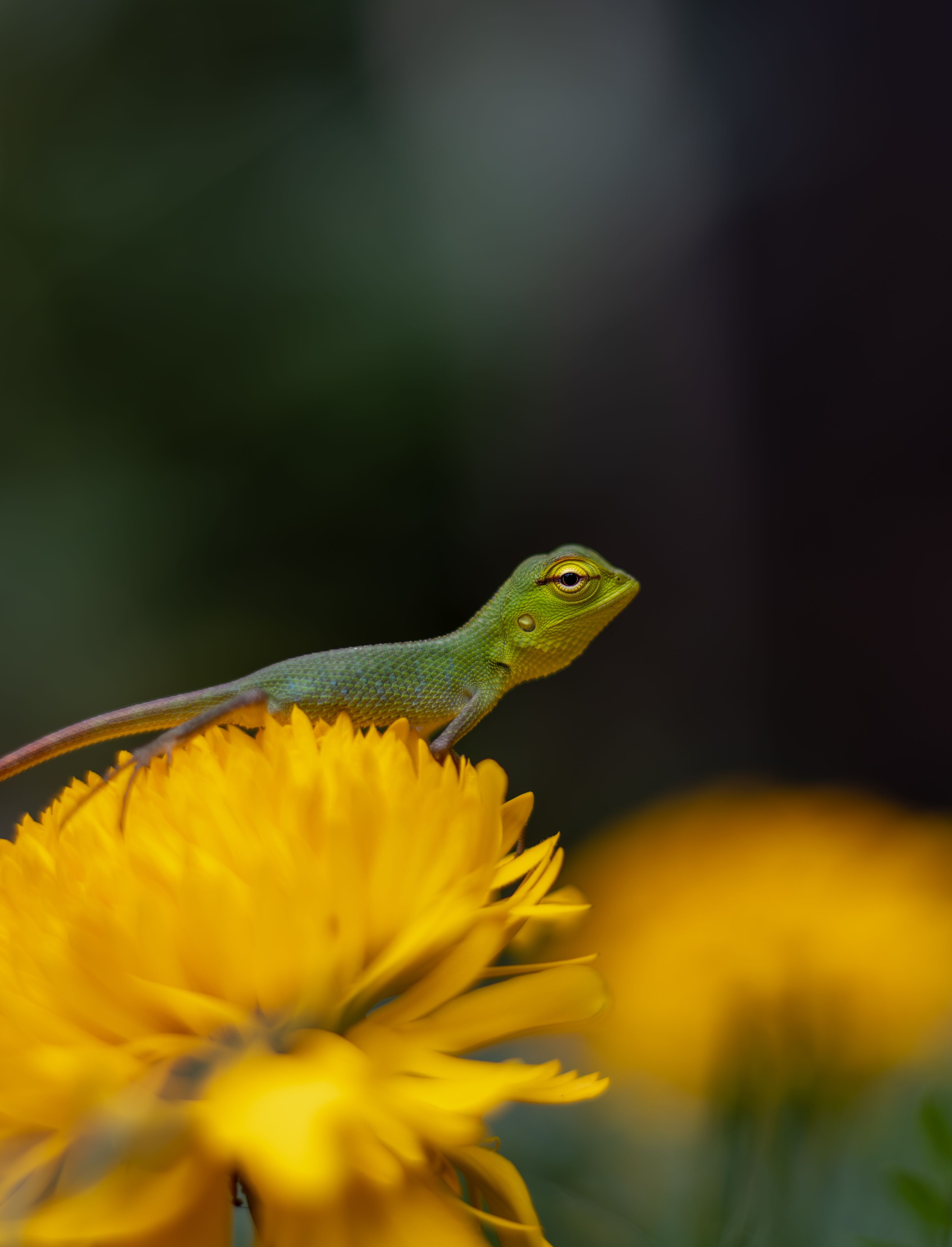 Green Lizard Resting on a Yellow Flower in Sri Lanka · Free Stock Photo