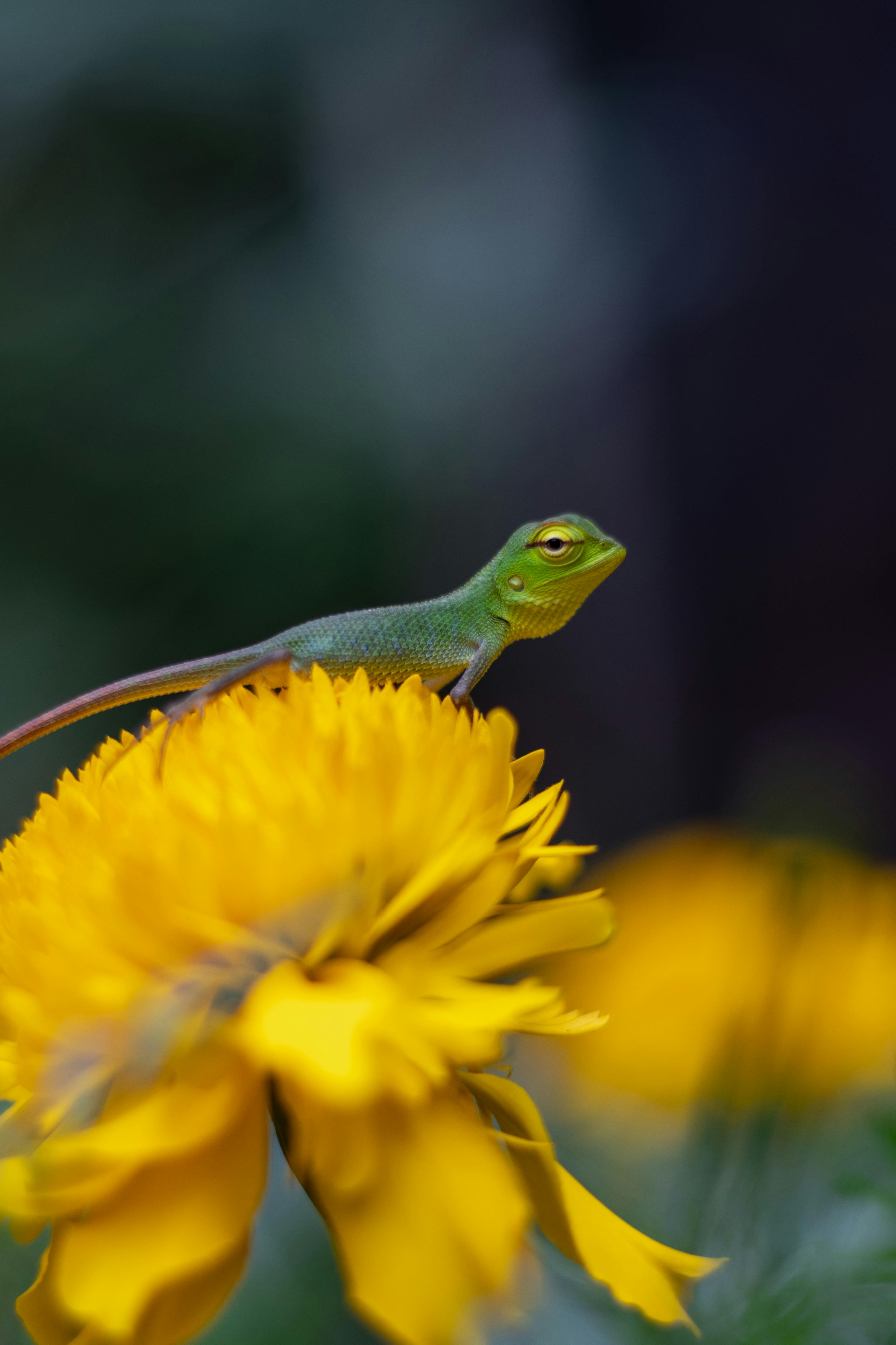 3.000+ beste Slangen foto's · 100% gratis downloaden · Pexels-stockfoto's