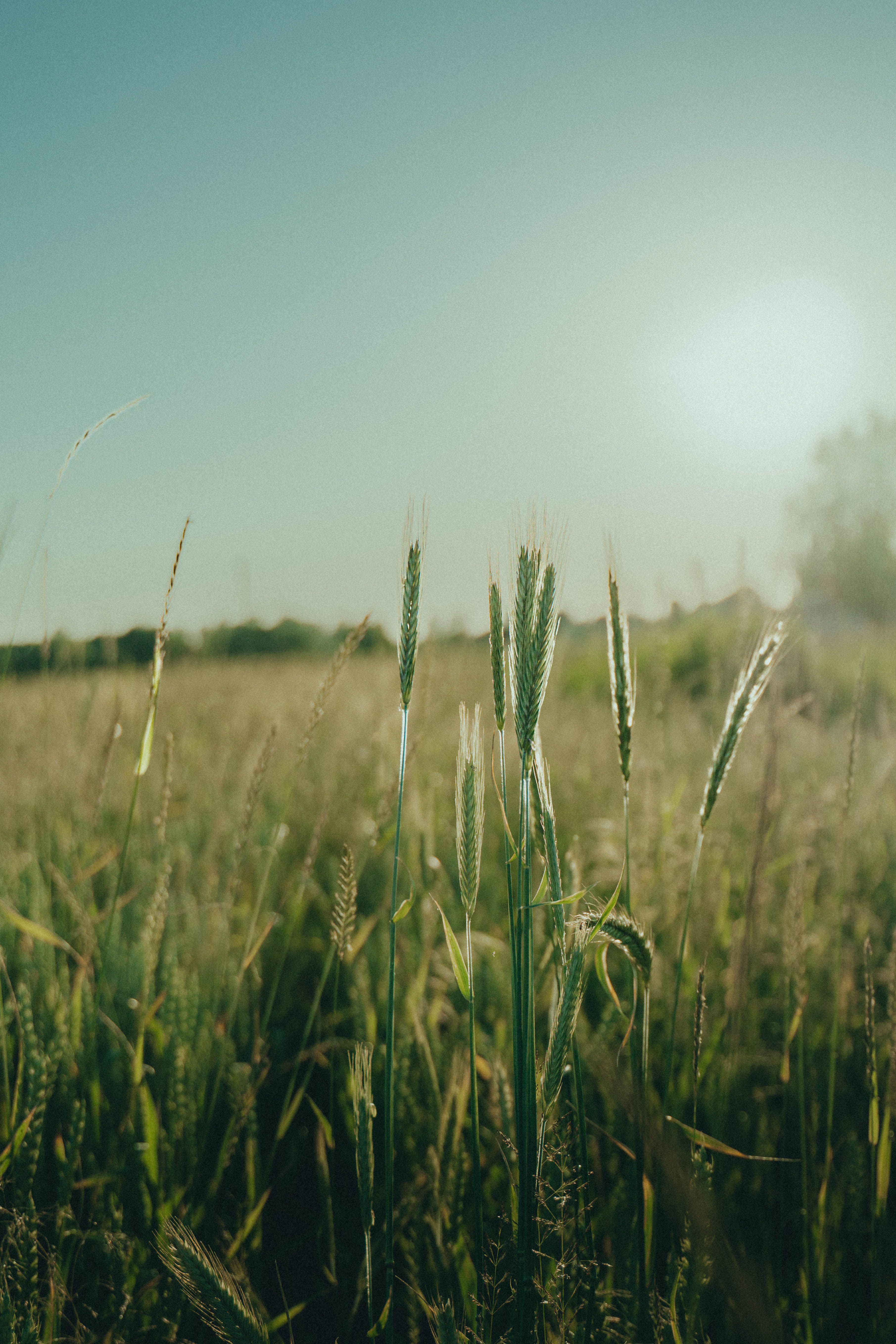 Macro Photography of Green Grass · Free Stock Photo