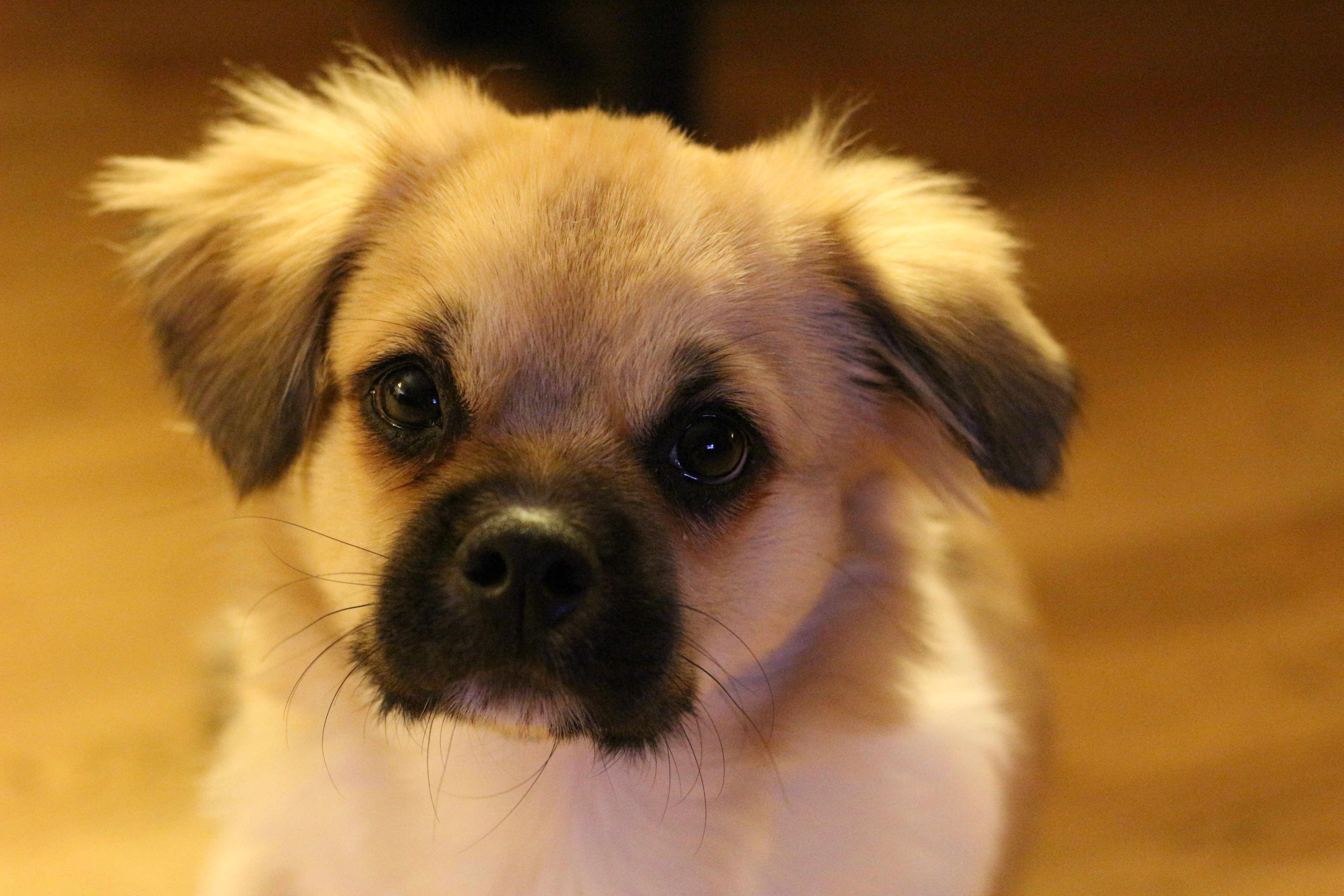 Small Dog Photos, Download The BEST Free Small Dog Stock Photos & HD Images