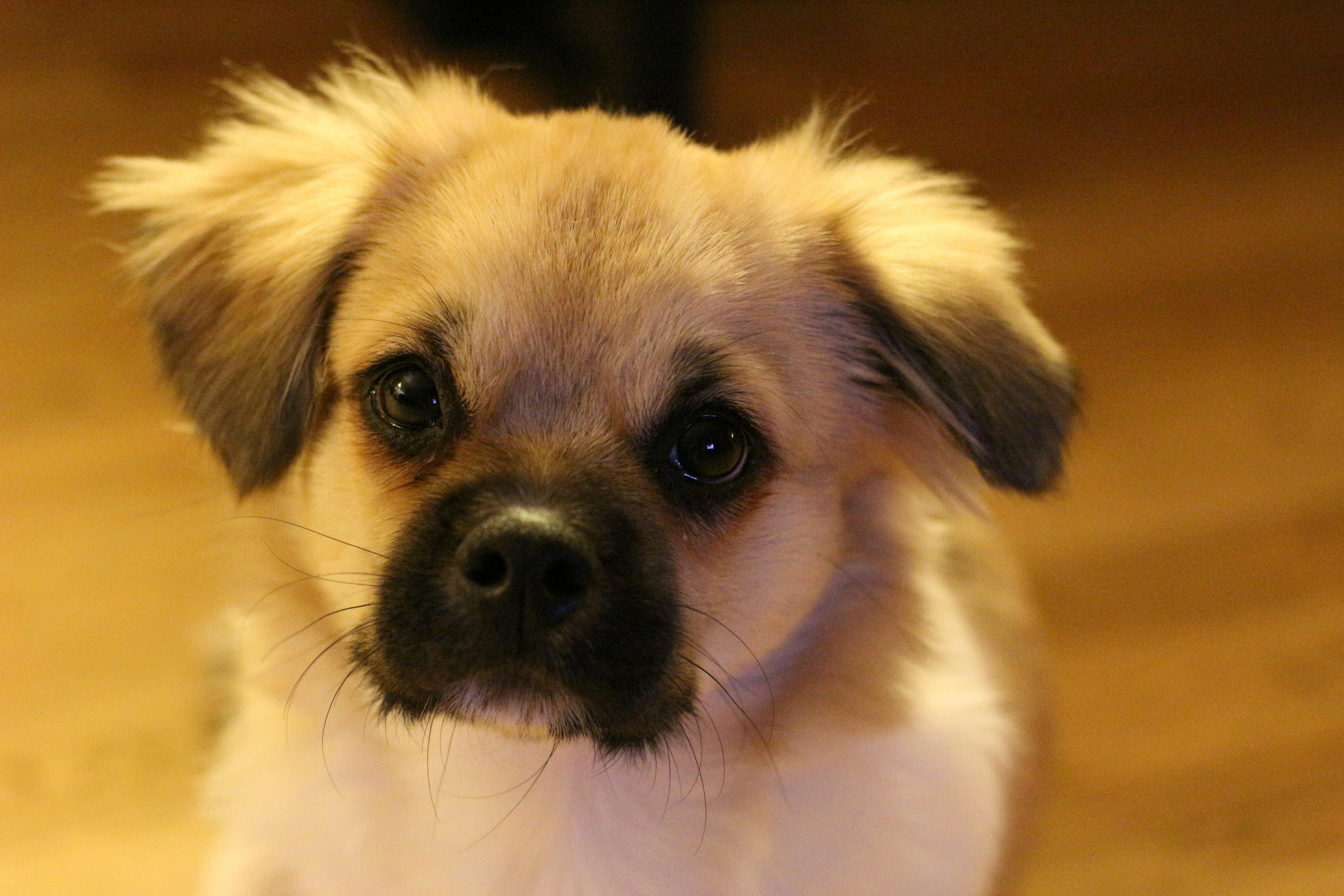 Pet Dard Photos, Download The BEST Free Pet Dard Stock Photos & HD Images