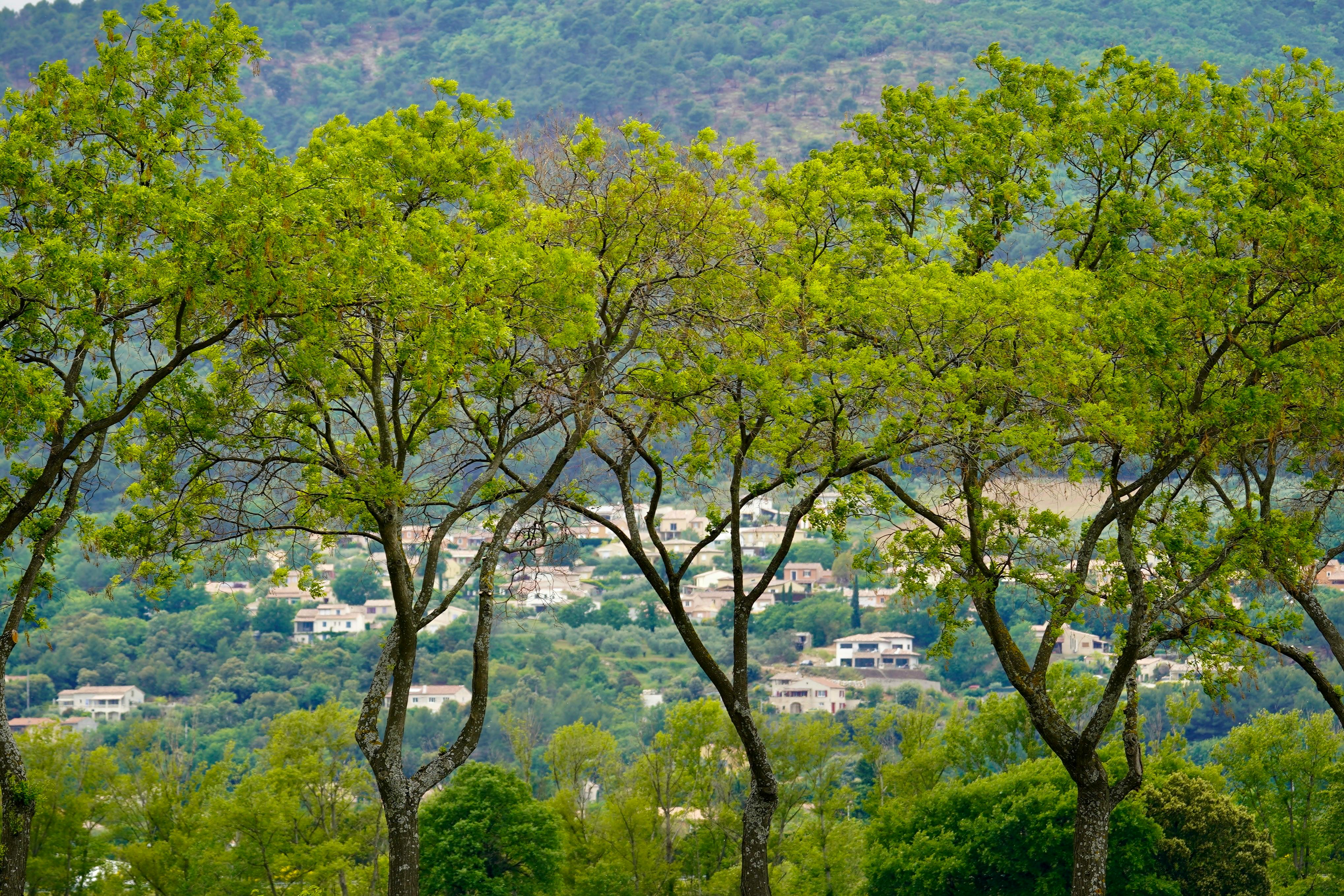 Lush Green Trees Overlooking Quaint Hillside Village · Free Stock Photo