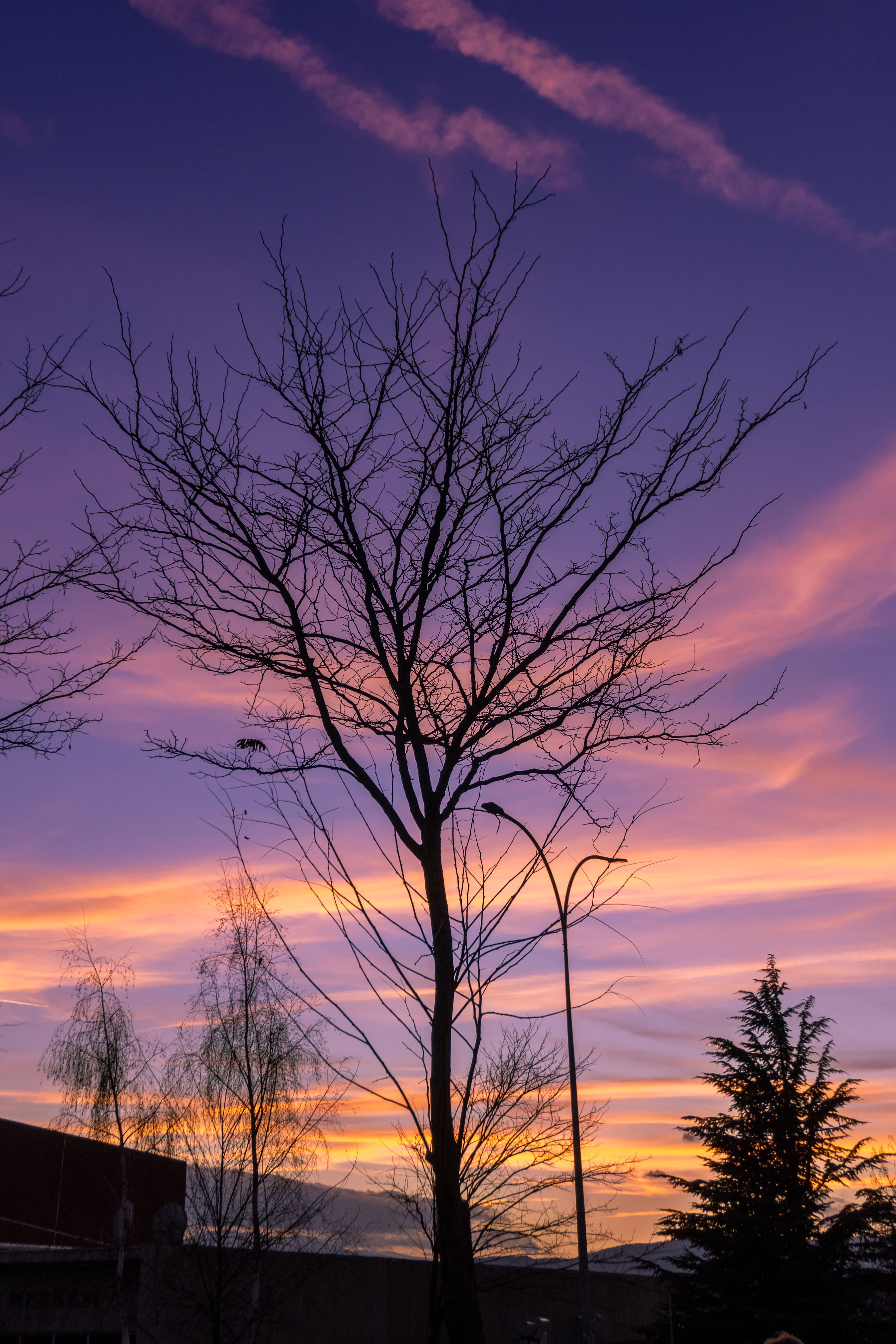Winter Tree Photos, Download The BEST Free Winter Tree Stock Photos ...