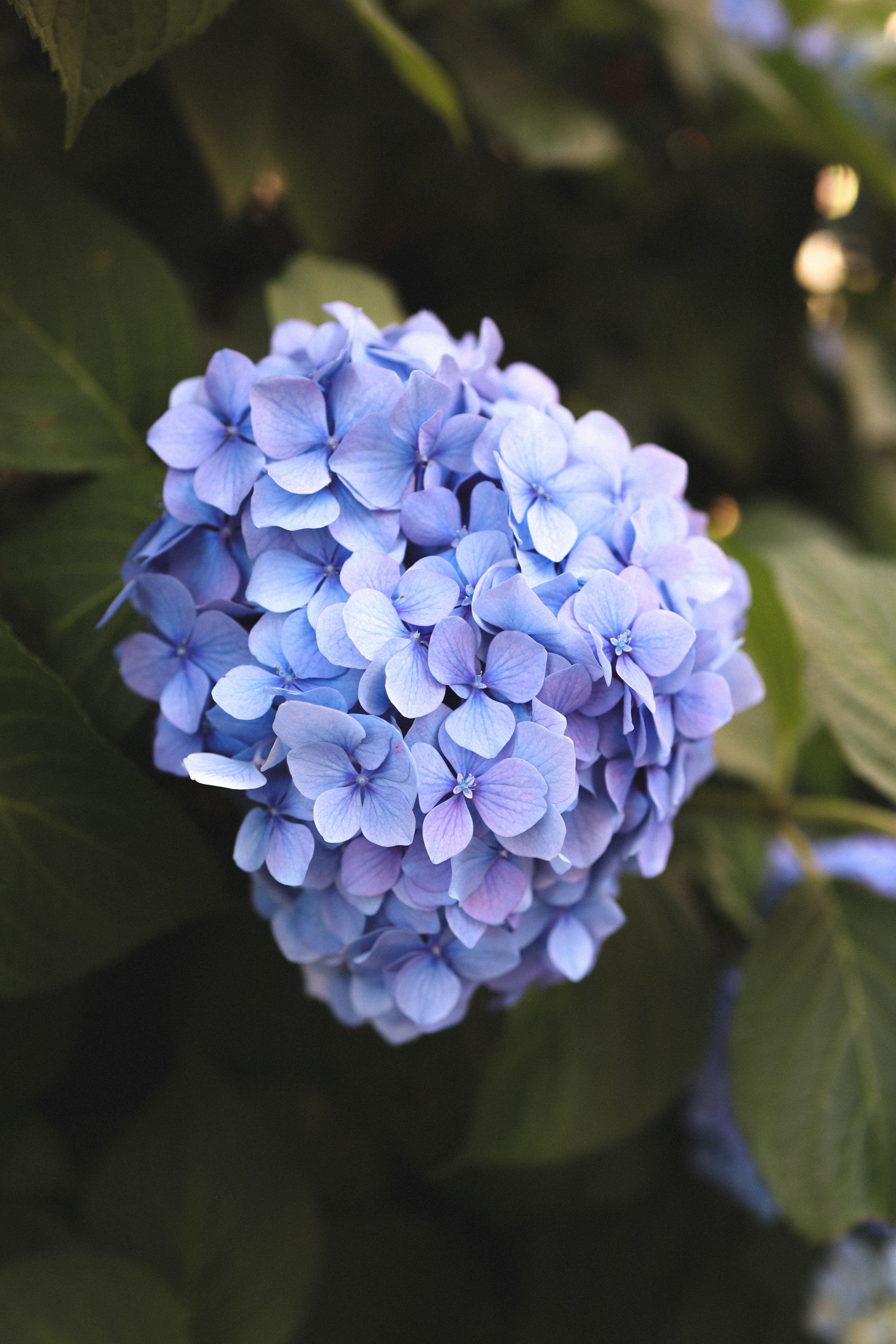 Vibrant Blue Hydrangea Blooms in Summer · Free Stock Photo