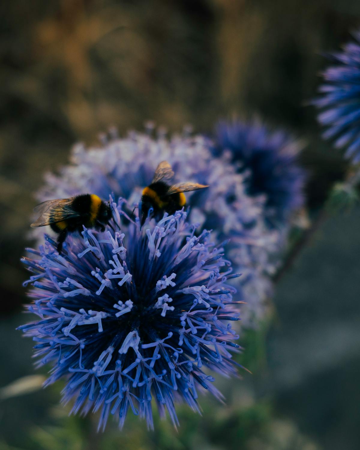 Bumblebee Photos, Download The BEST Free Bumblebee Stock Photos & HD Images