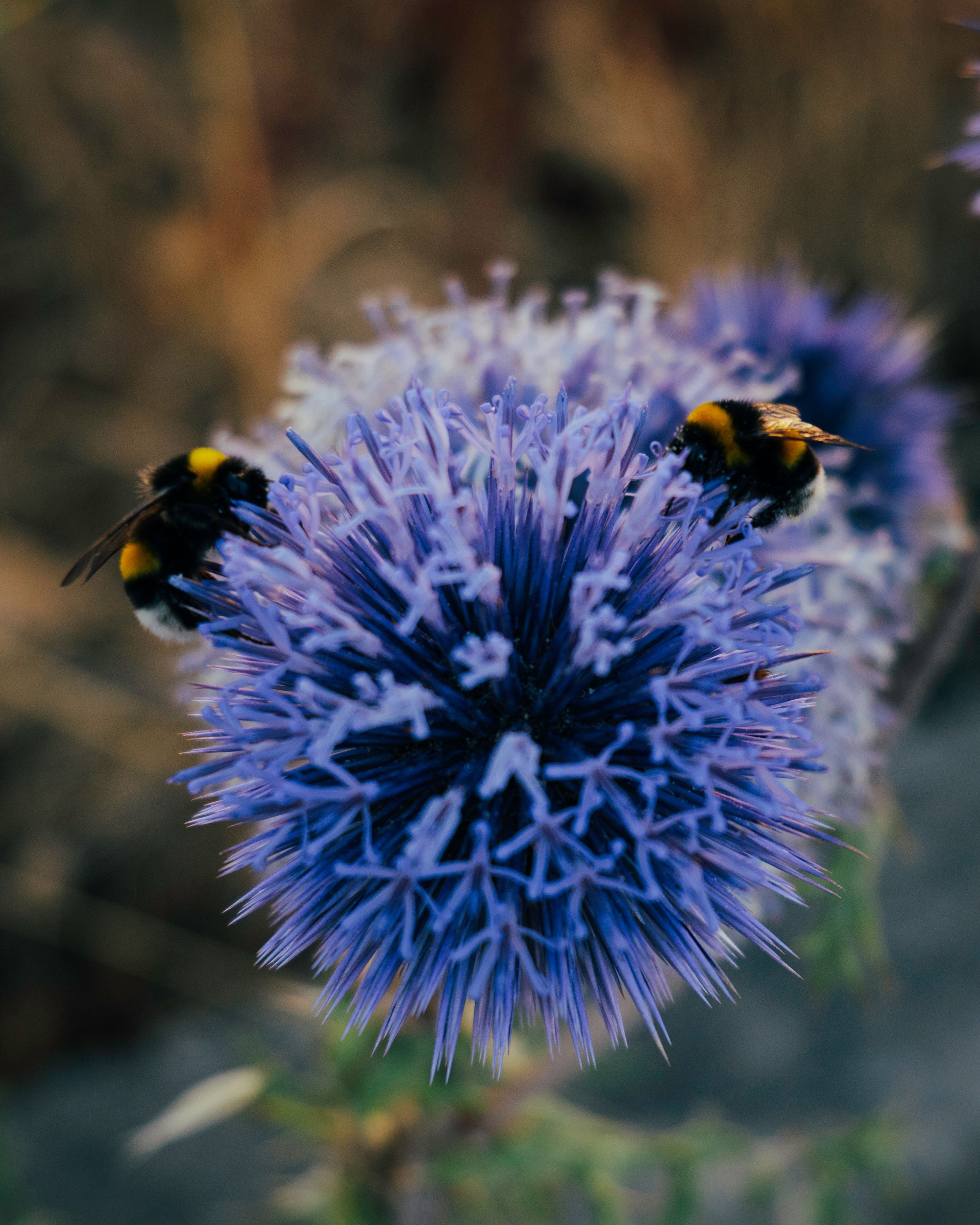 Bumblebee Photos, Download The BEST Free Bumblebee Stock Photos & HD Images