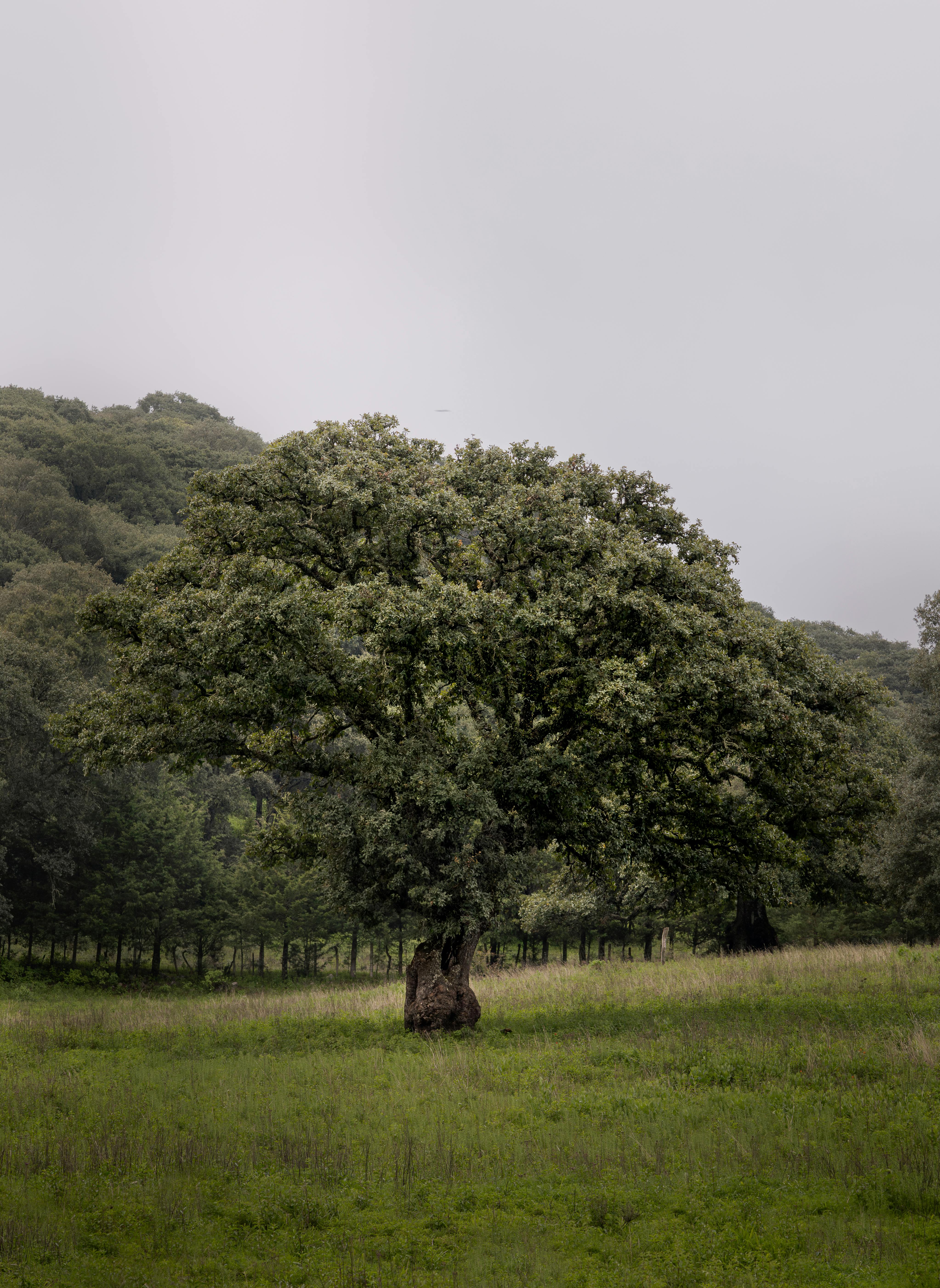 Oak Tree Photos, Download The BEST Free Oak Tree Stock Photos & HD Images