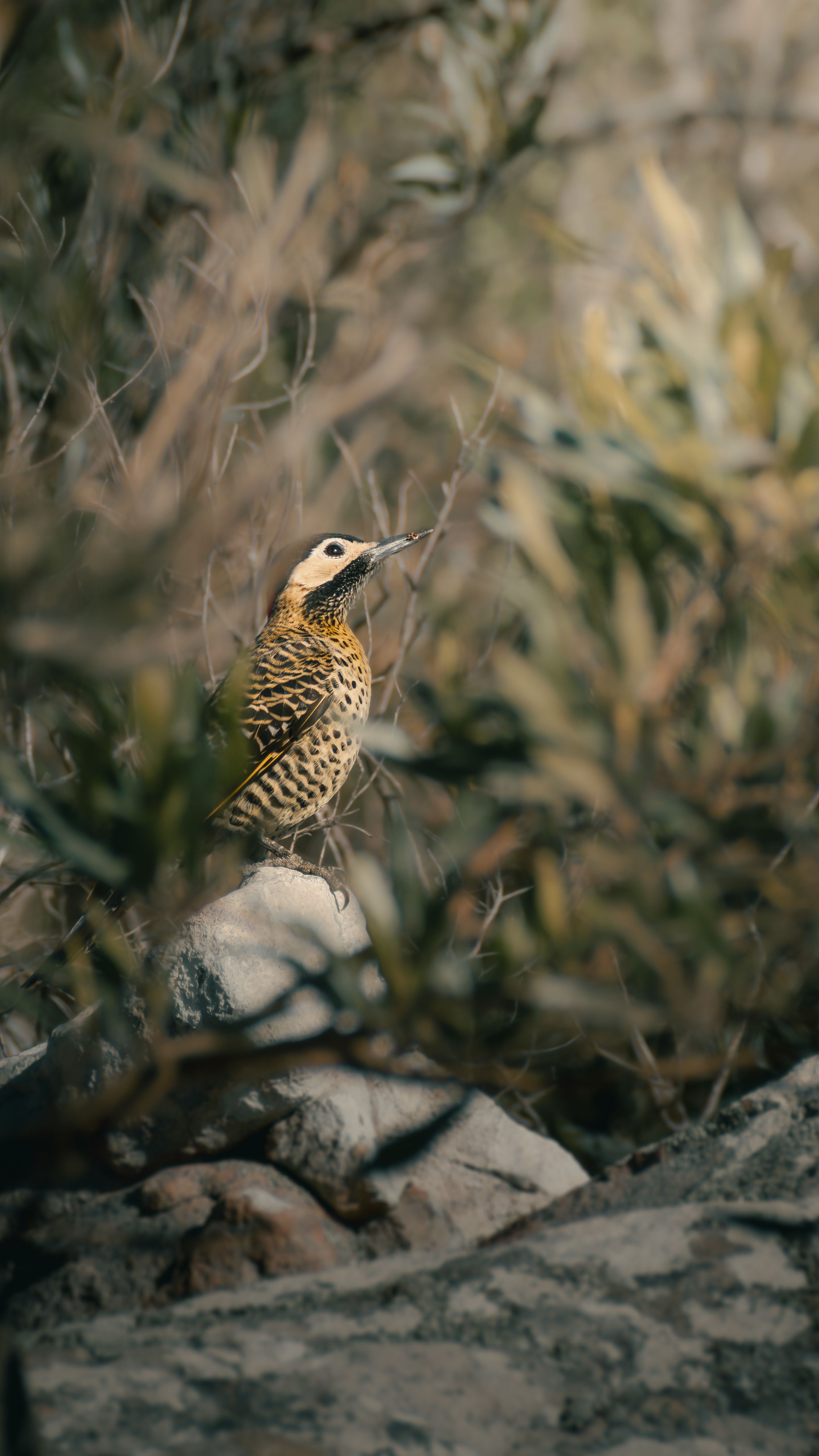 Spotted Rock Photos, Download The BEST Free Spotted Rock Stock Photos ...