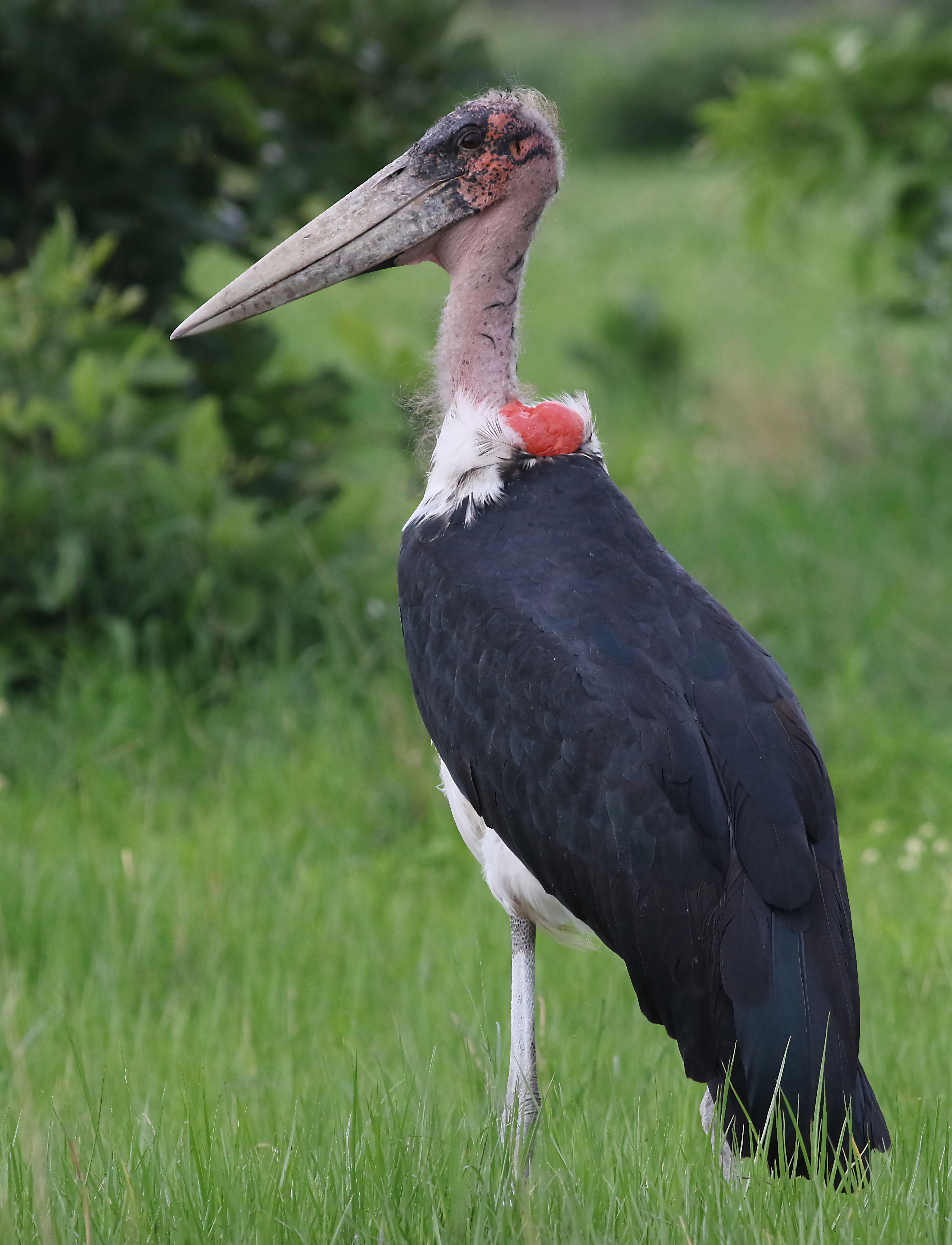 Unusual Beak Photos, Download The BEST Free Unusual Beak Stock Photos ...