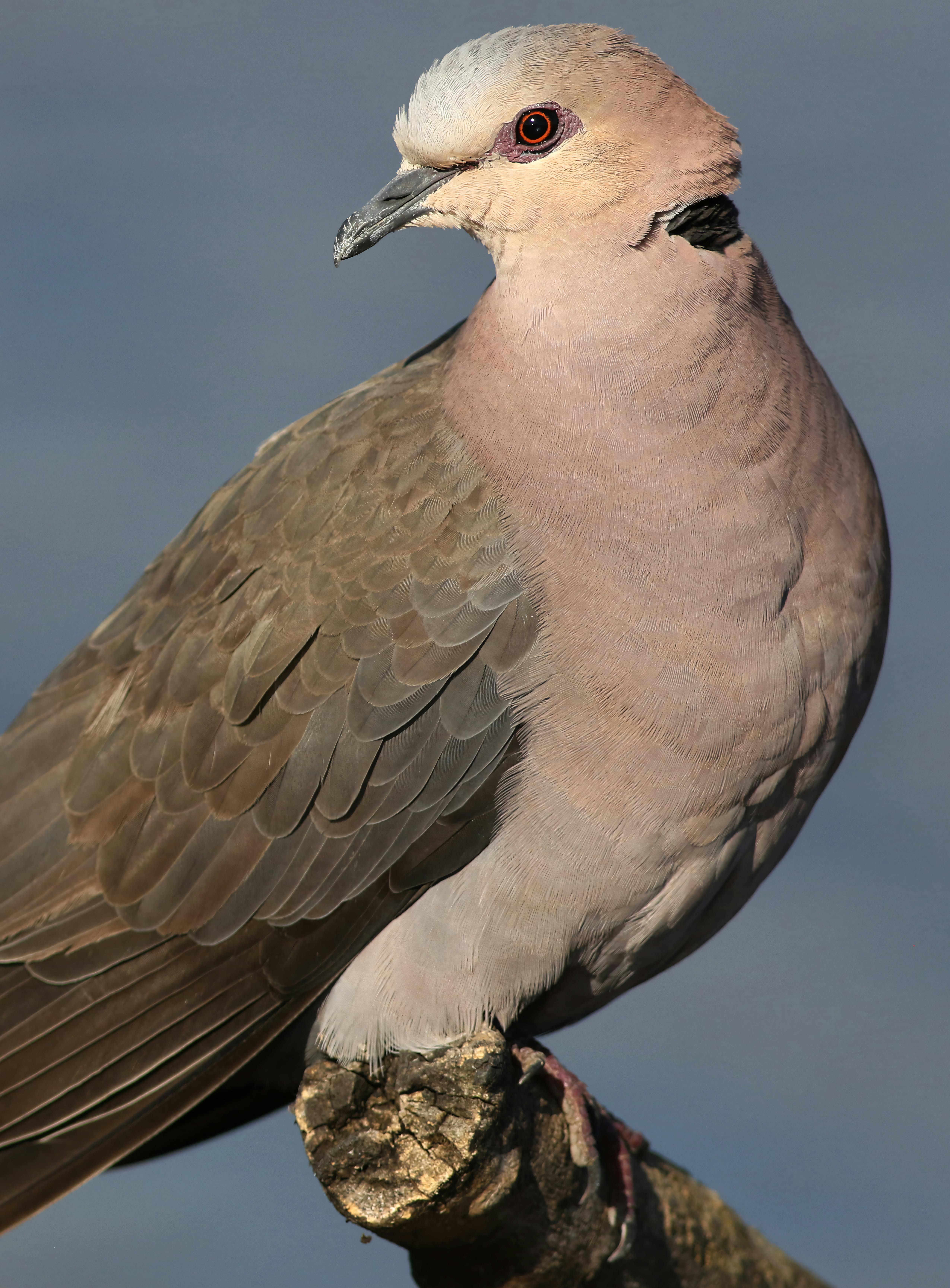Close-up of a Mourning Dove in Santa Maria · Free Stock Photo