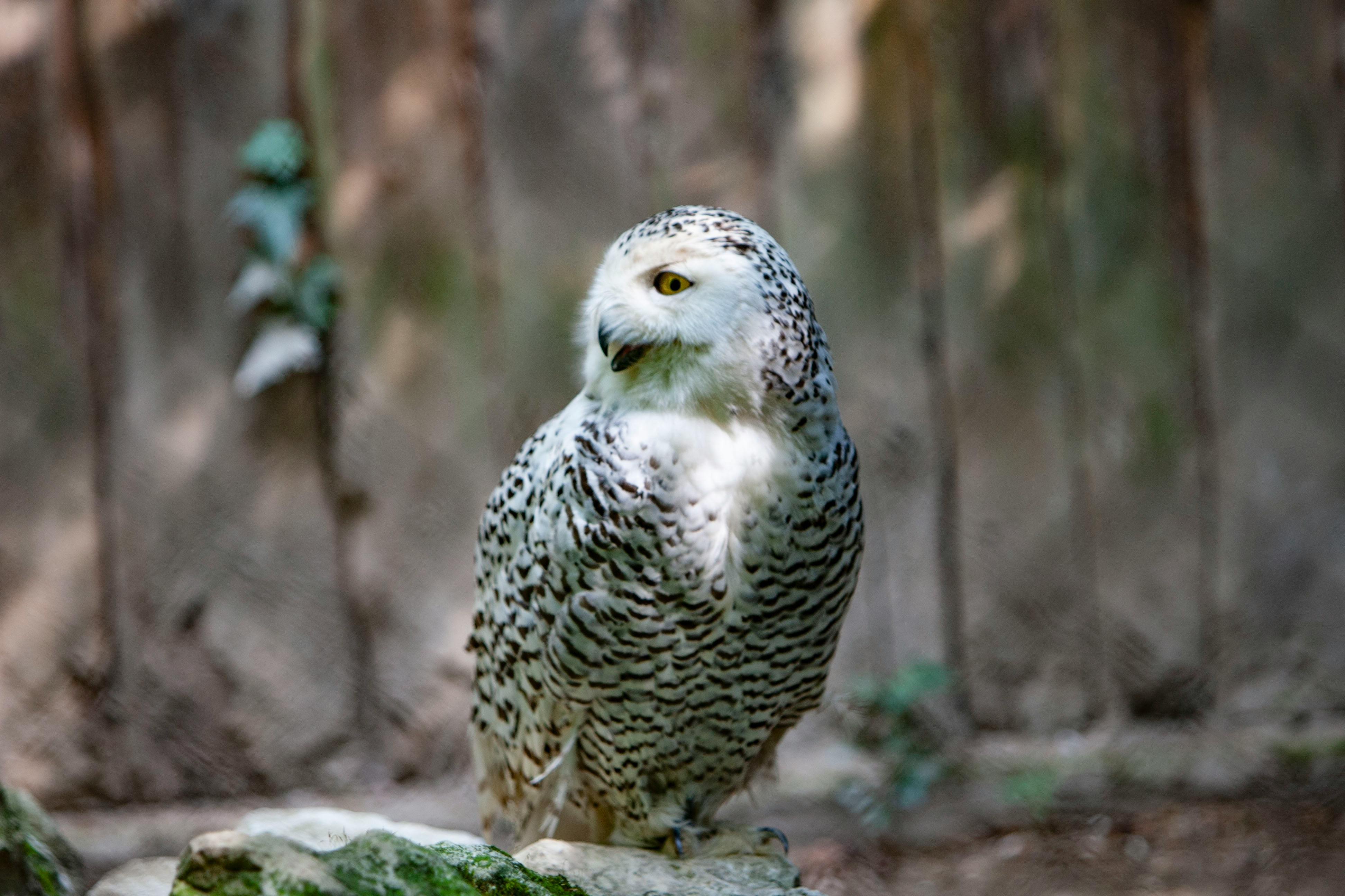 Raptor Study Photos, Download The BEST Free Raptor Study Stock Photos ...