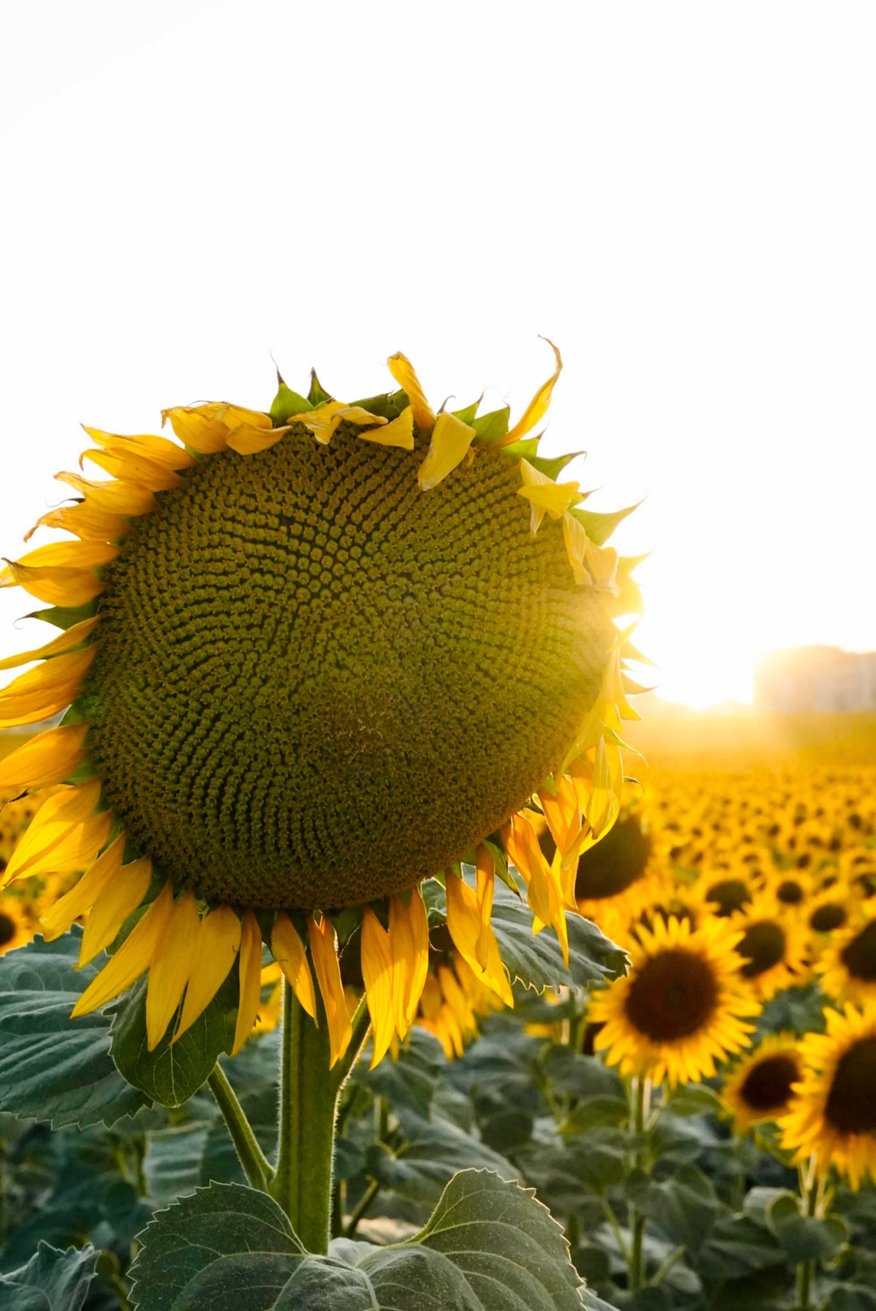 Summer Season Photos, Download The BEST Free Summer Season Stock Photos ...
