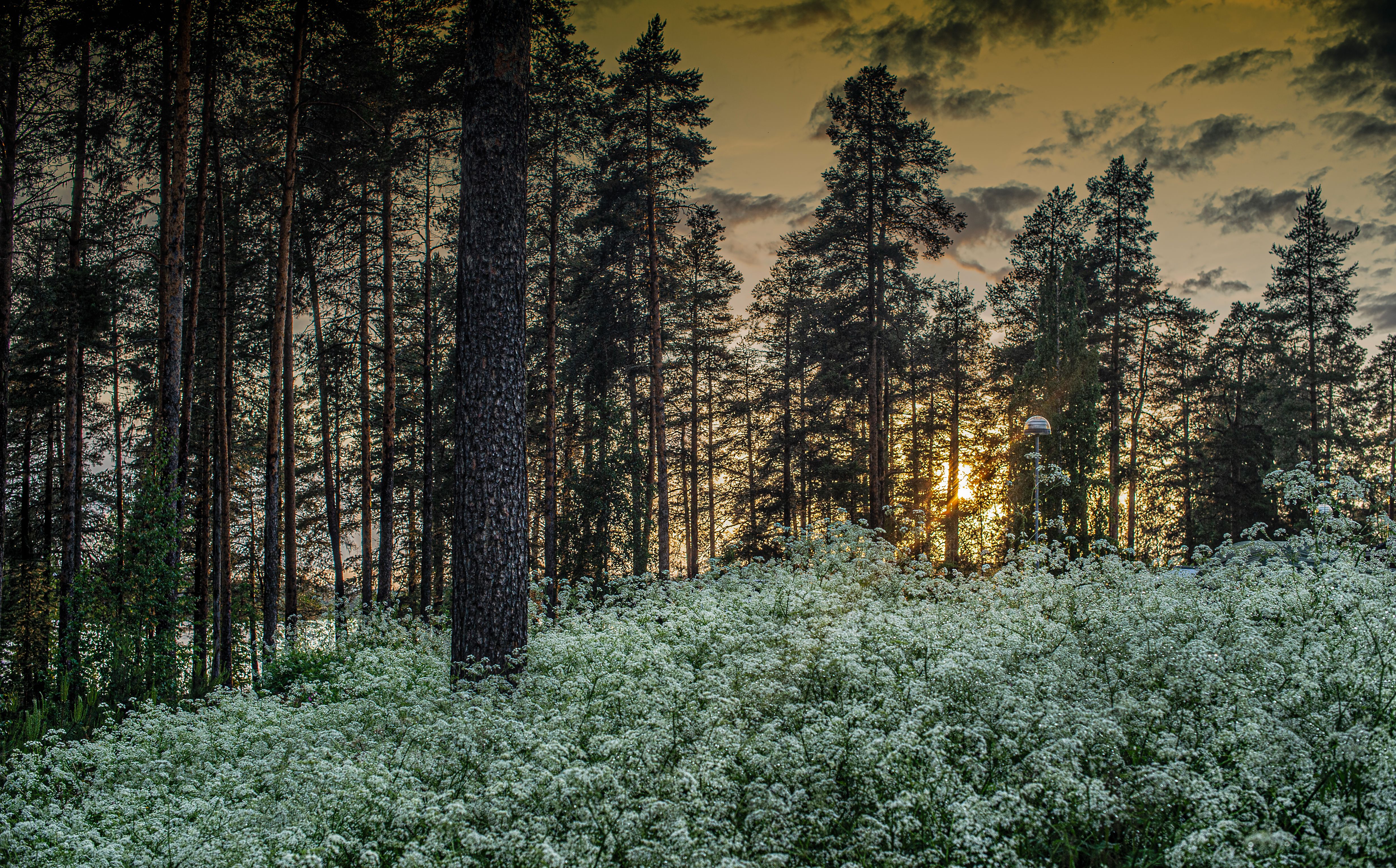 Serene Forest Sunset with Flowering Meadow · Free Stock Photo