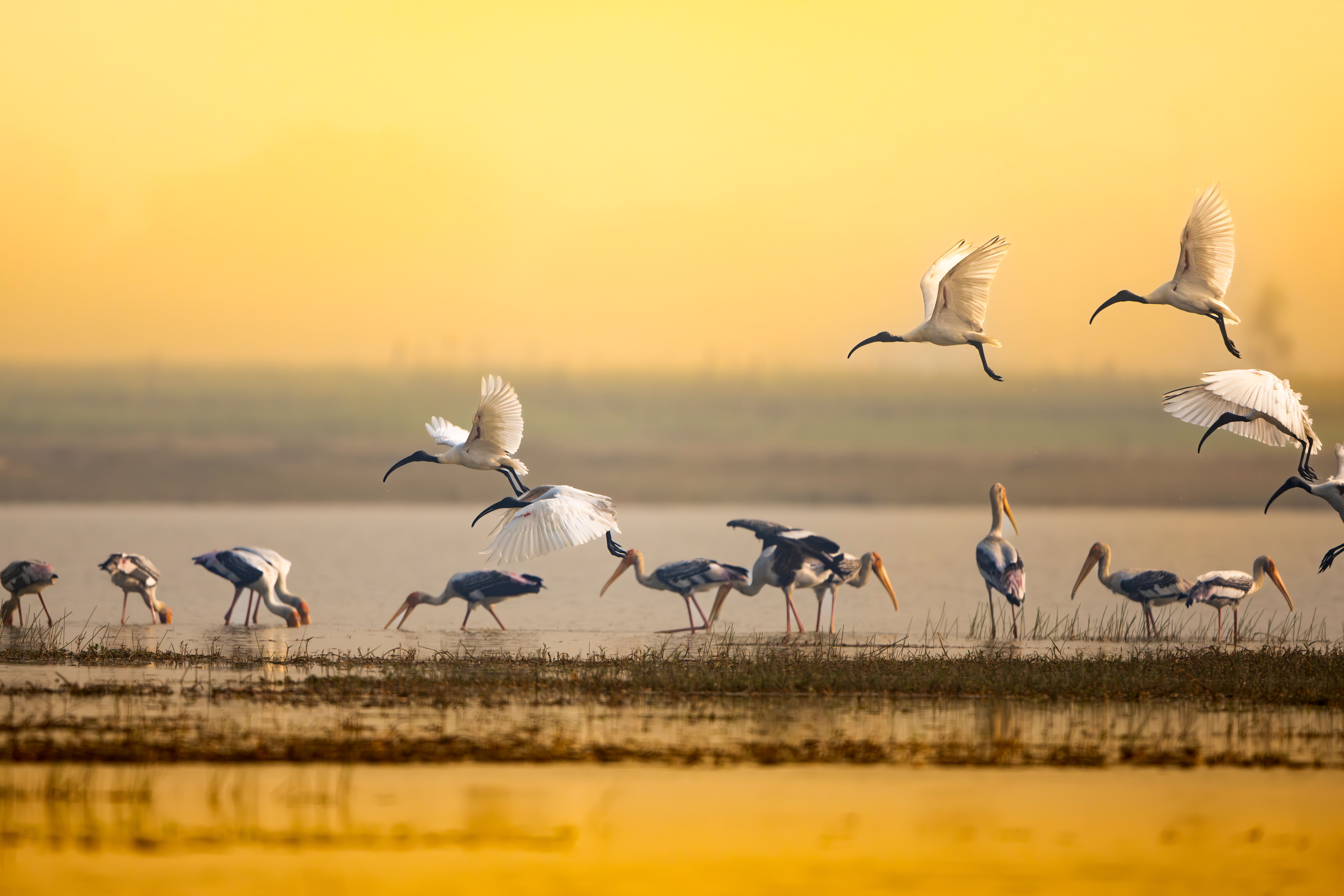 Sentuhan Ibis Photos Download The Best Free Sentuhan Ibis Stock Photos