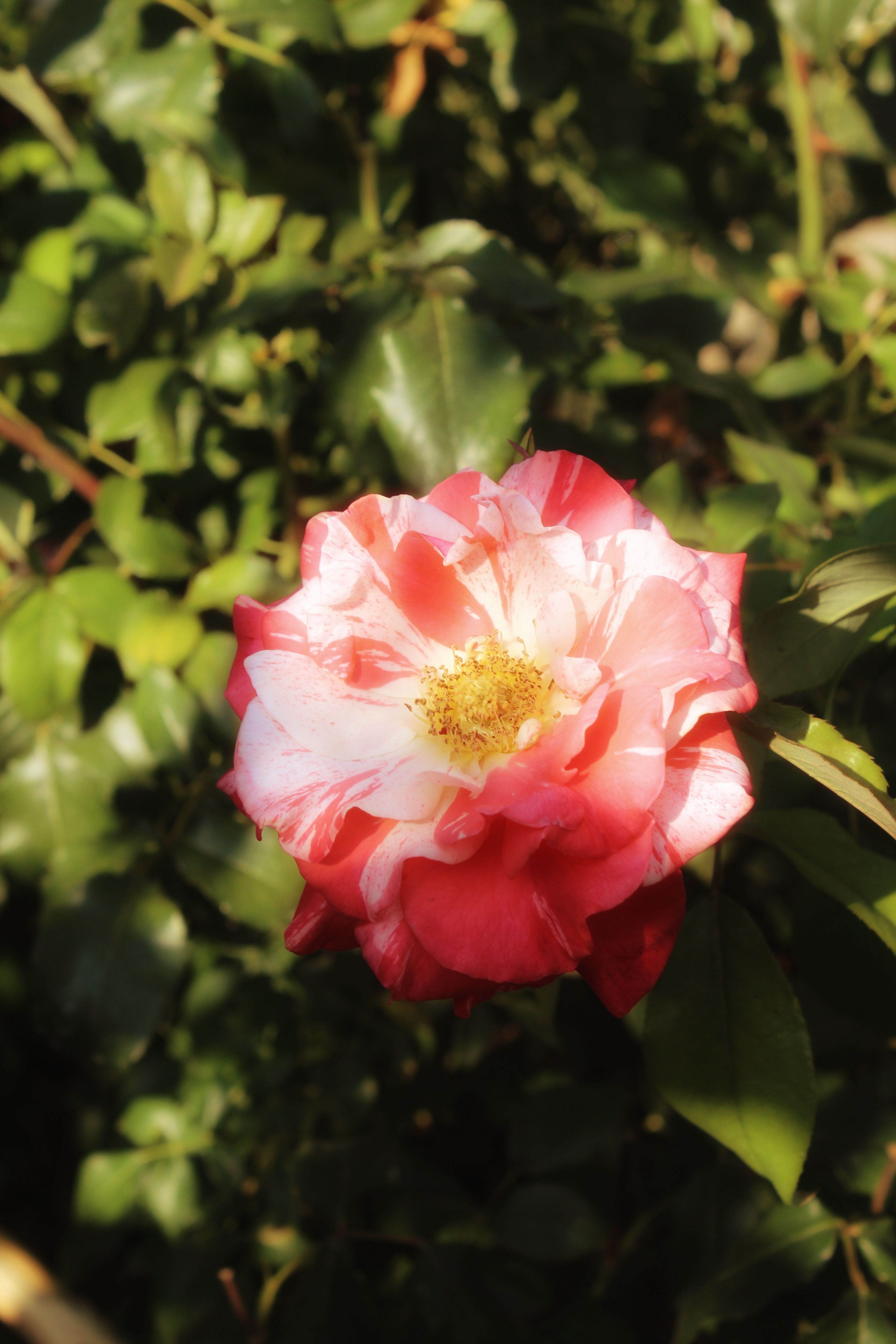 Mood Flower Photos, Download The BEST Free Mood Flower Stock Photos ...