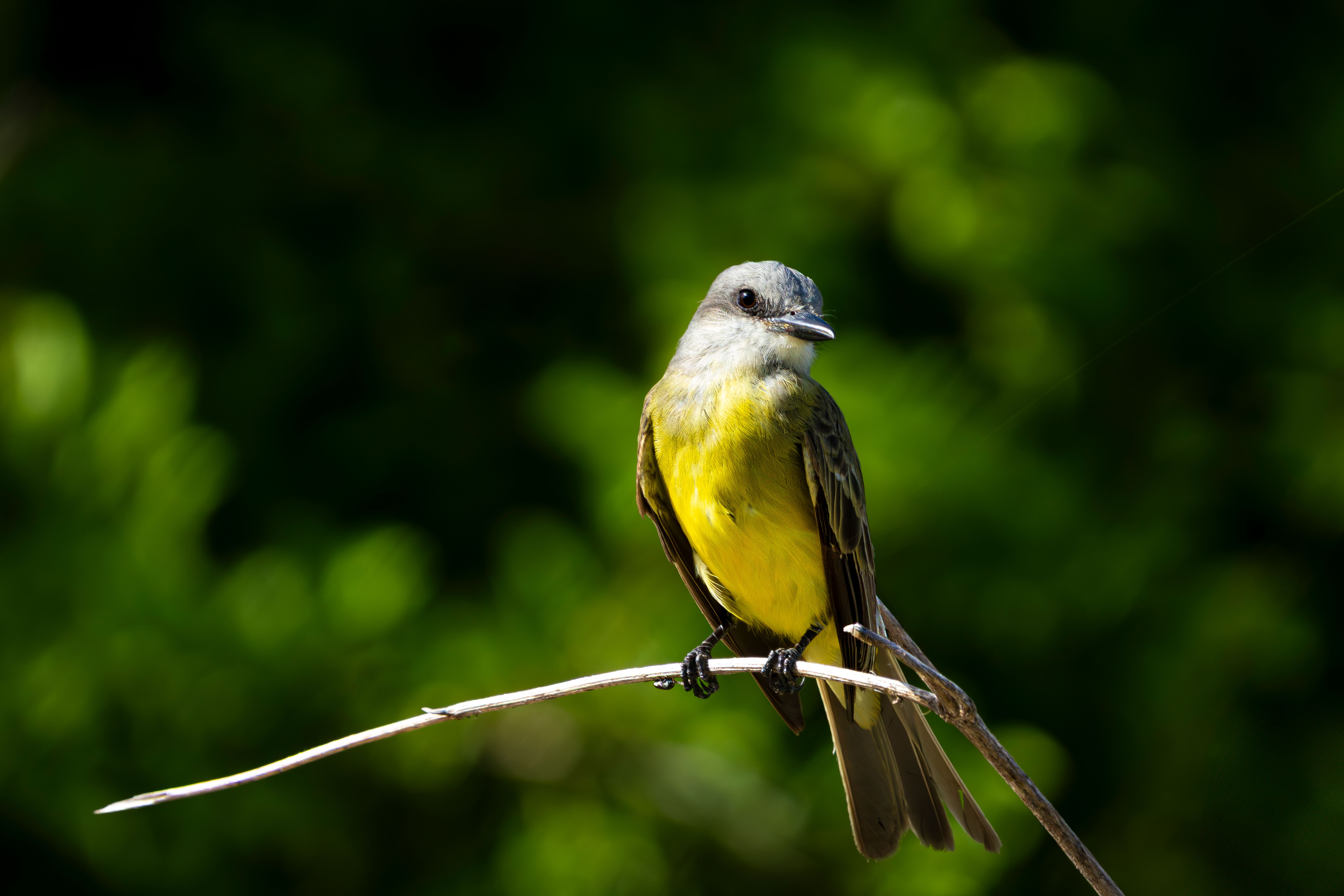 Vibrant Yellow-breasted Bird in Yucatán Nature · Free Stock Photo