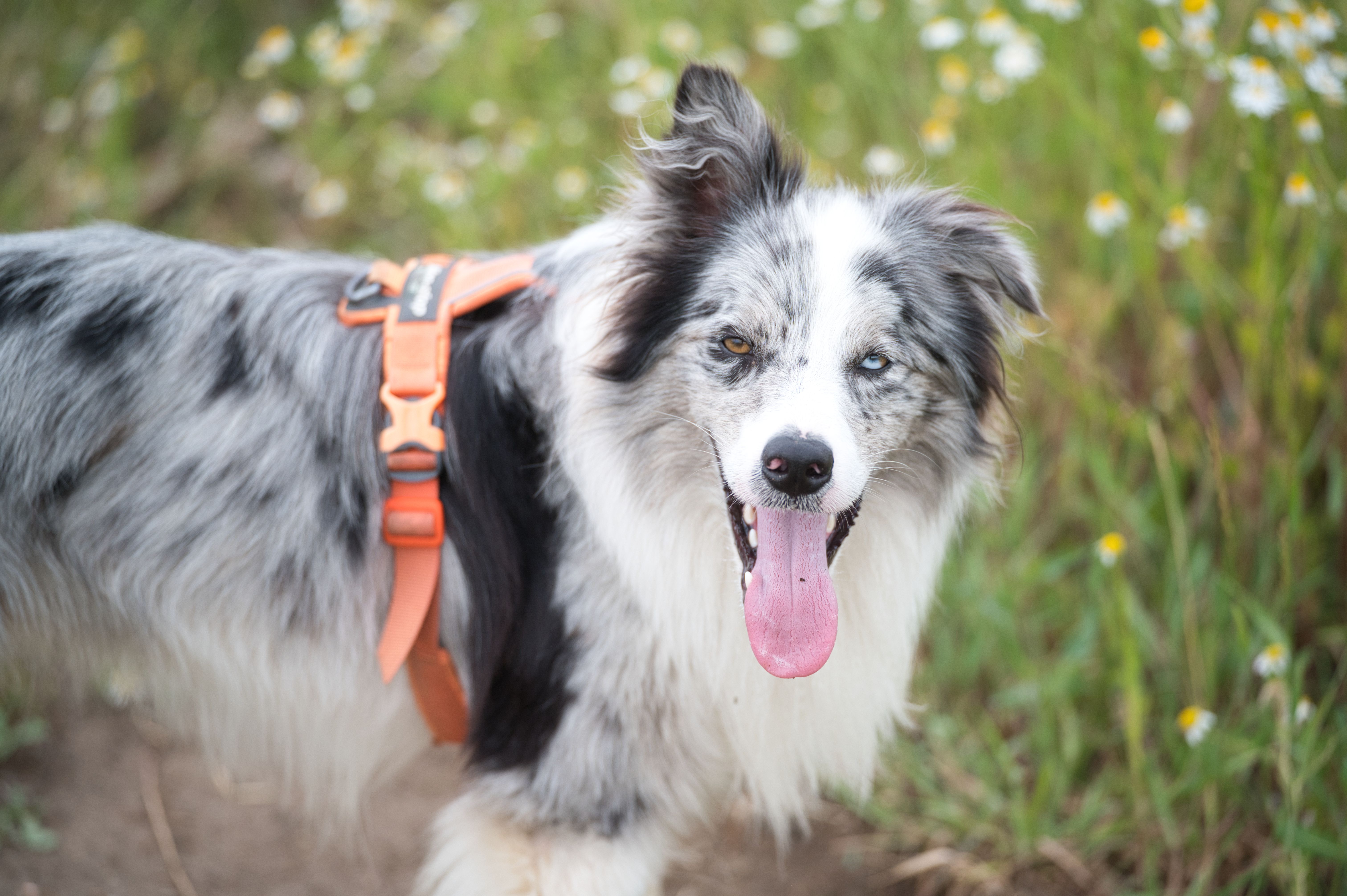 Joyeux Border Collie Profitant D'une Journée Ensoleillée En Plein Air ...