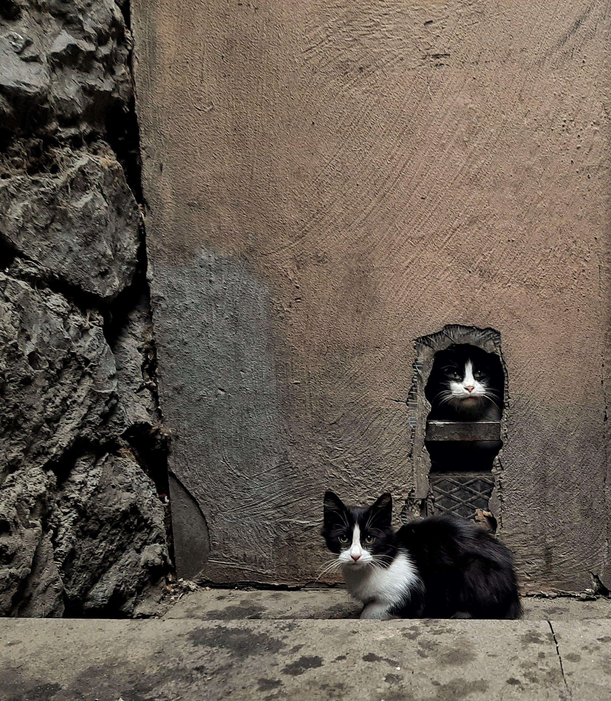 Gutter Cat Photos, Download The BEST Free Gutter Cat Stock Photos & HD ...