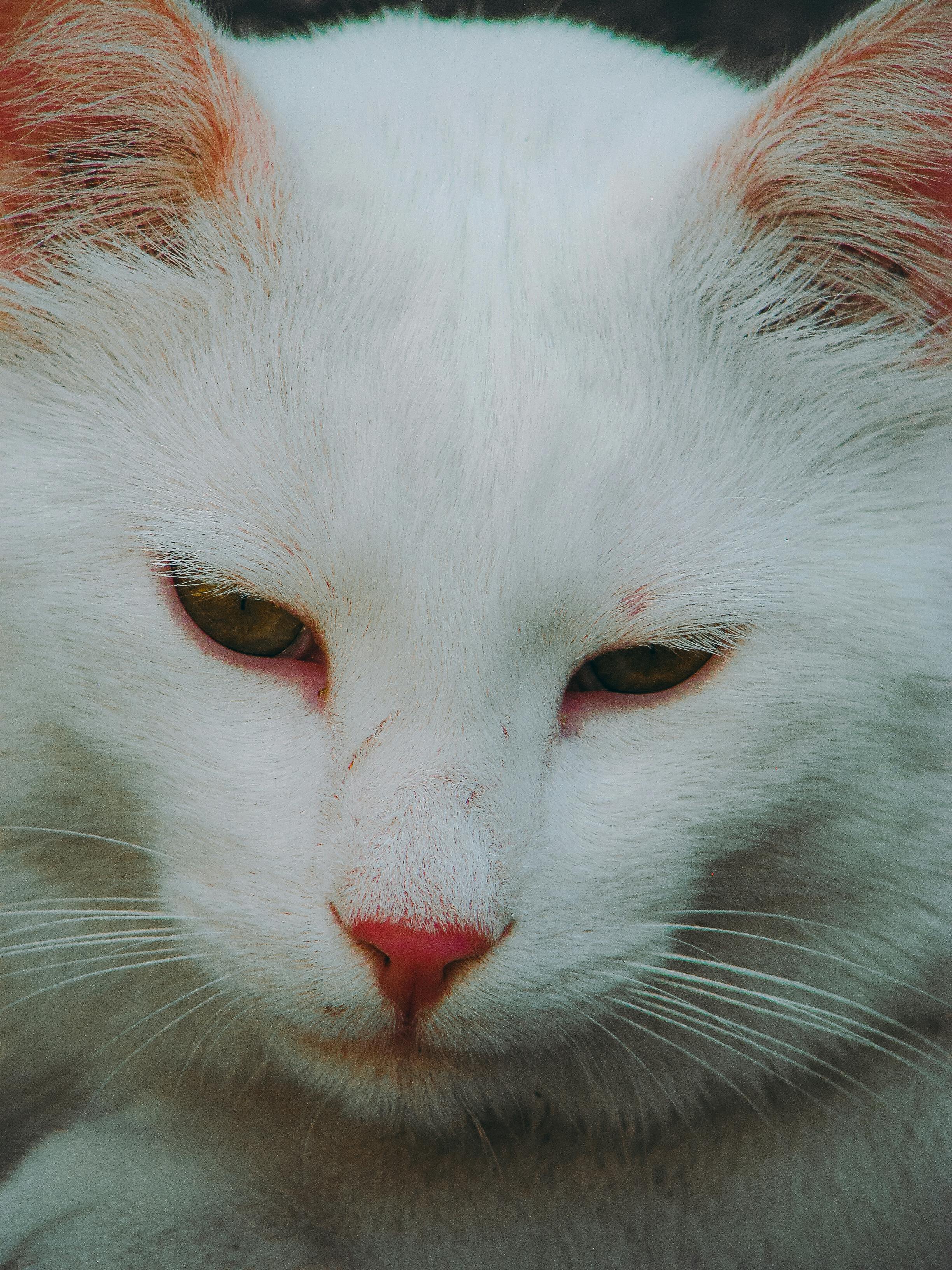 Cartoon Cat Face Photos, Download The BEST Free Cartoon Cat Face Stock Photos & HD Images