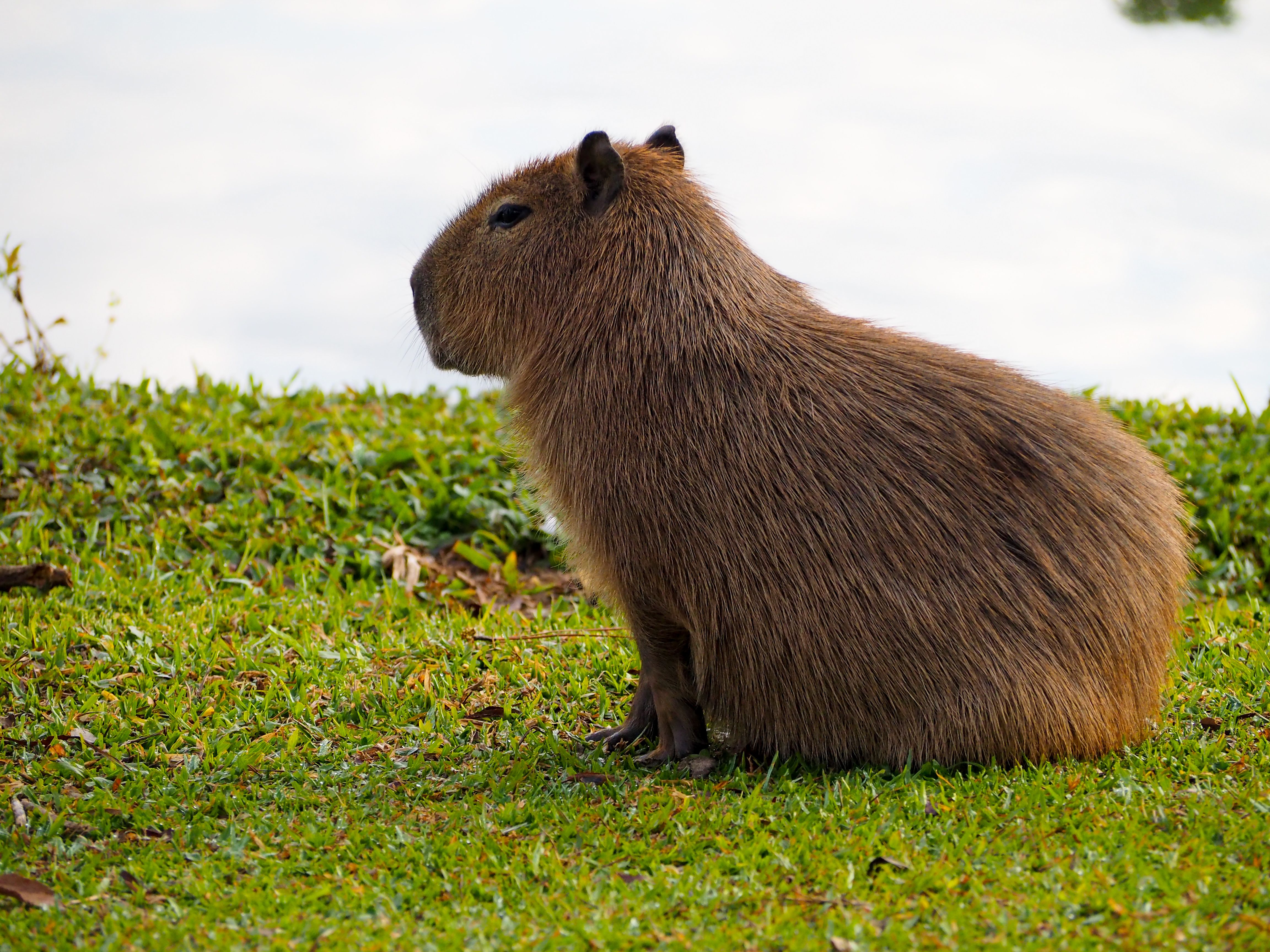 Capivara No Parque Barigui, Curitiba, Brasil · Foto profissional gratuita