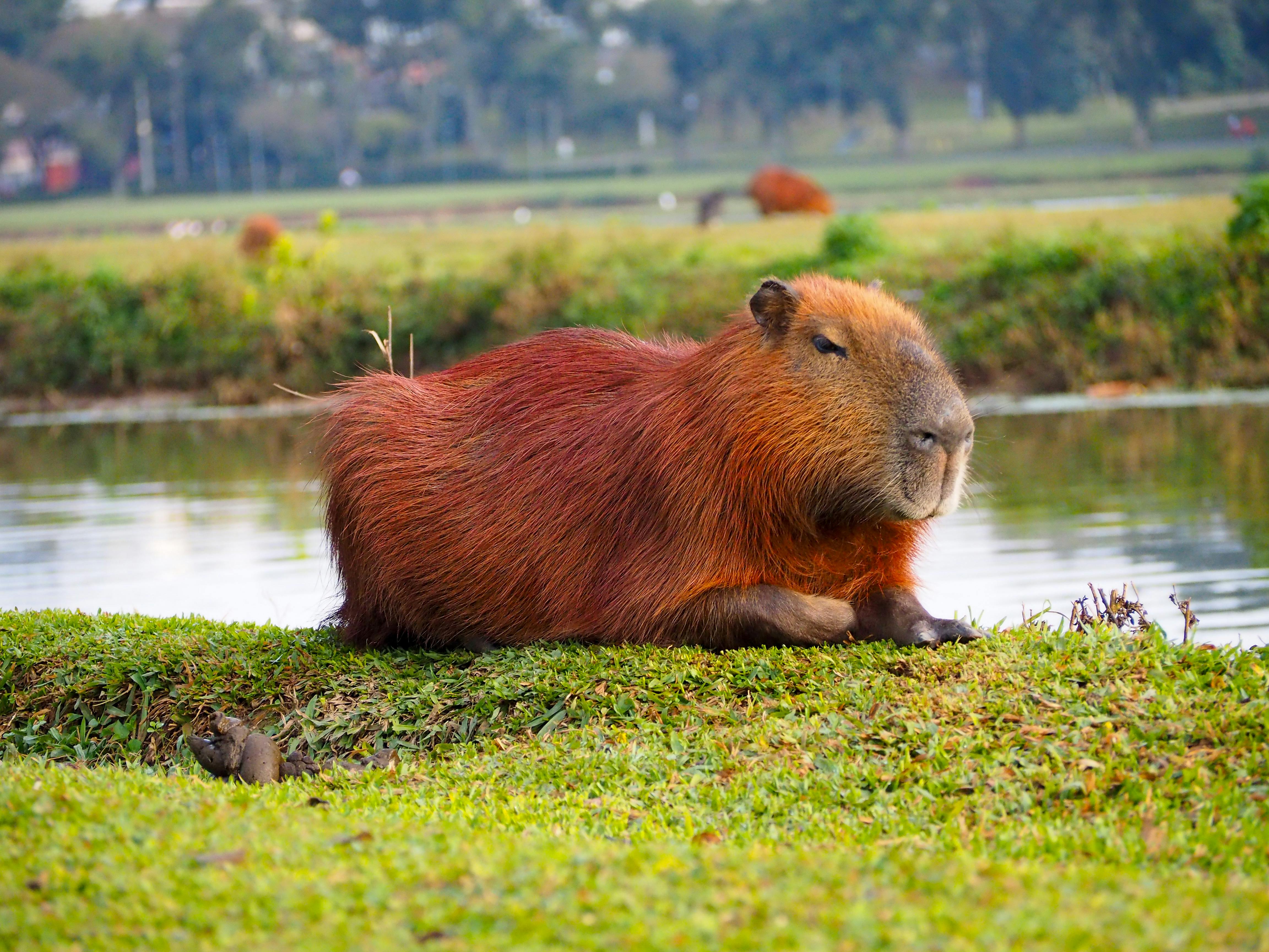 Capybara Wallpapers Photos, Download The BEST Free Capybara Wallpapers ...