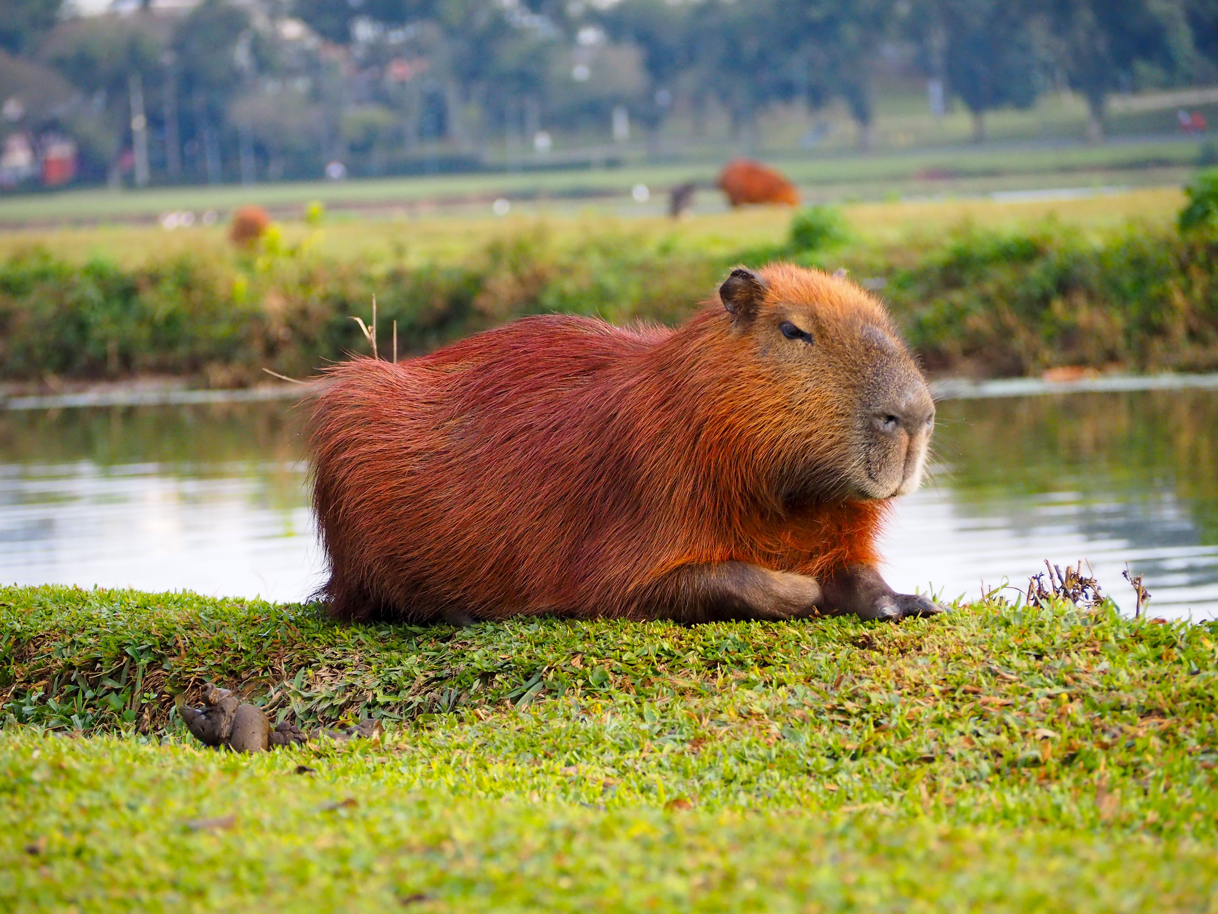 Capybara by the Lake in Parque Barigui · Free Stock Photo